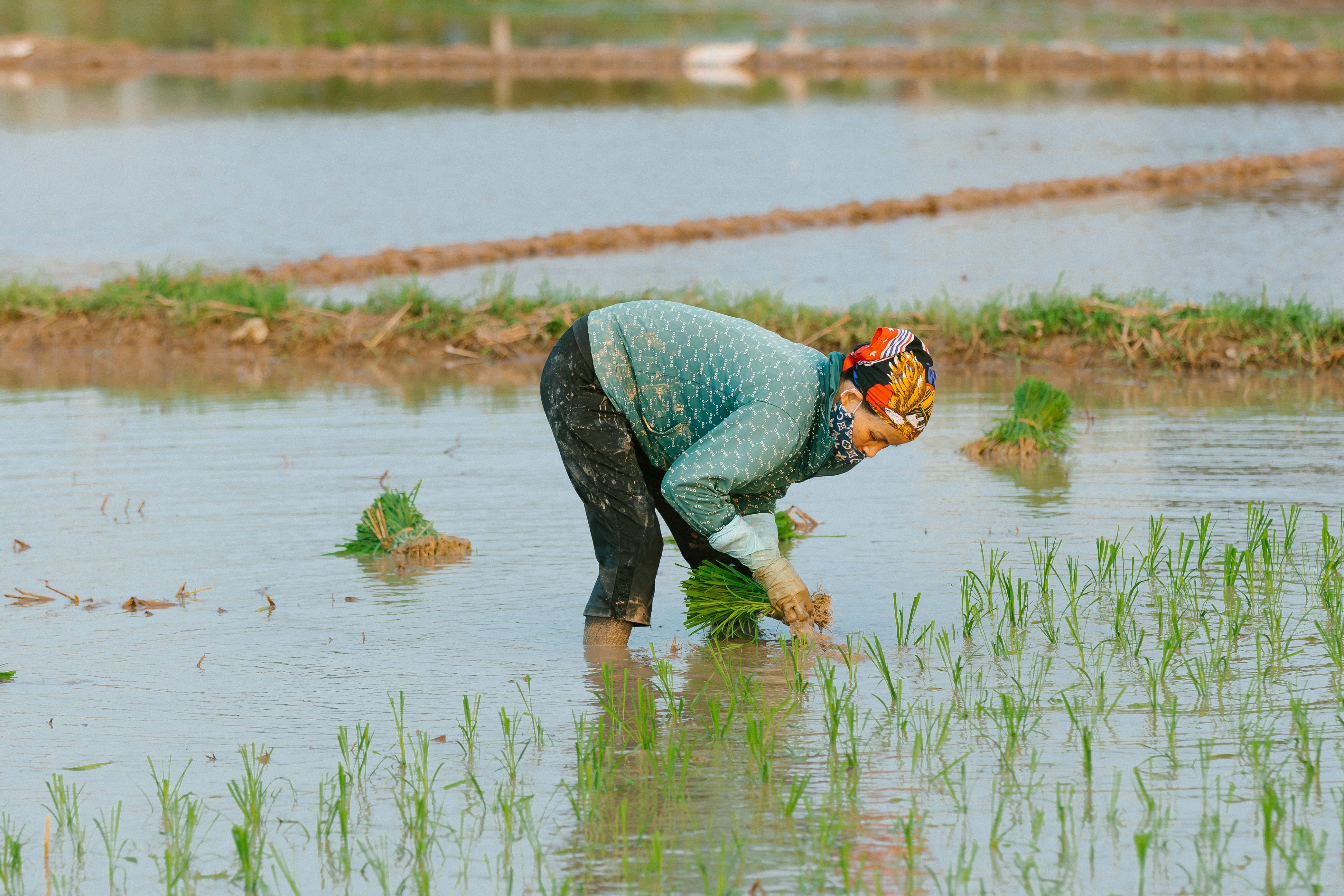 Rice Woman Photos, Download The BEST Free Rice Woman Stock Photos & HD ...