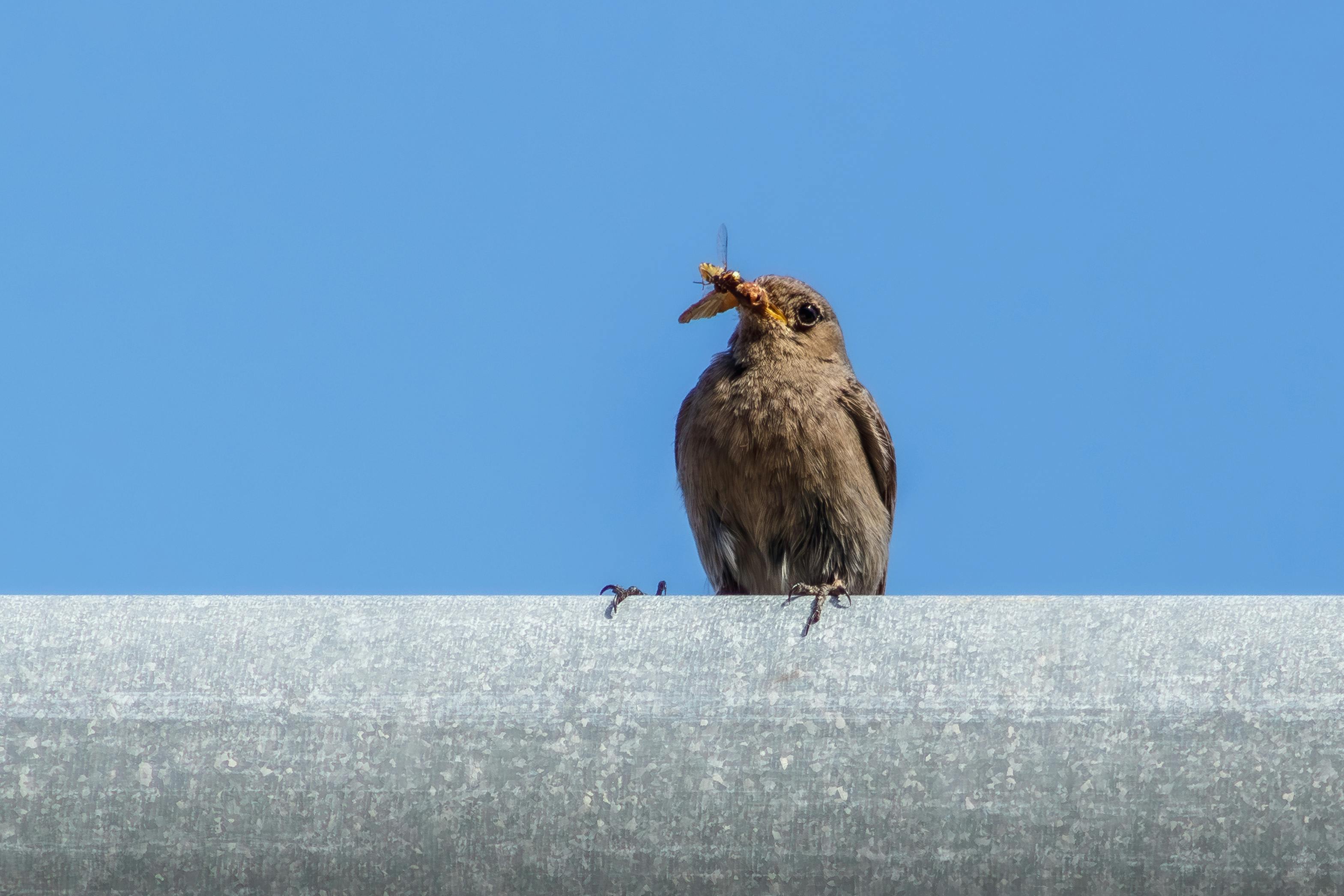 Kannada+Picture Photos, Download The BEST Free Kannada+Picture Stock ...