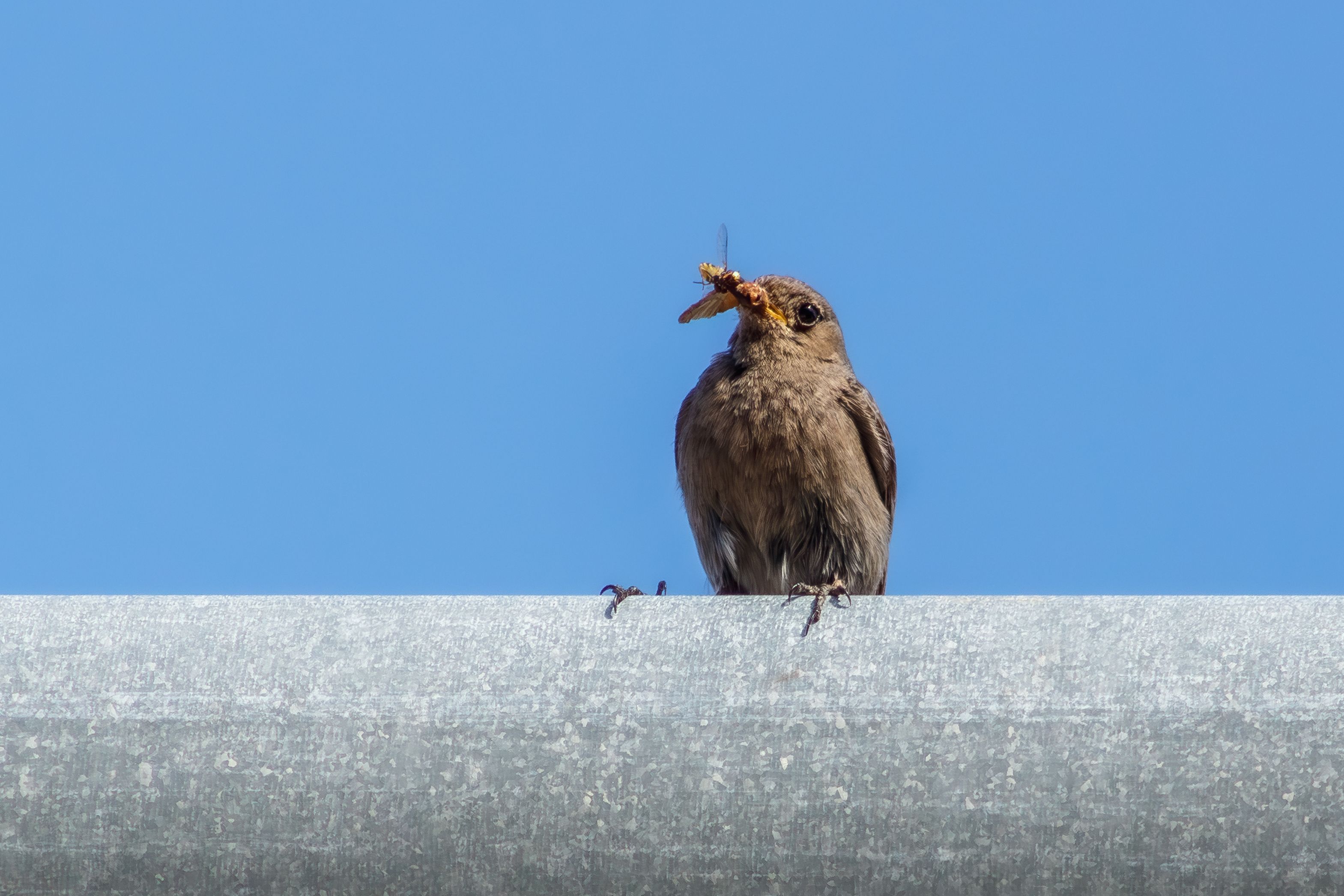 Birdwatching Observation Photos, Download The BEST Free Birdwatching ...