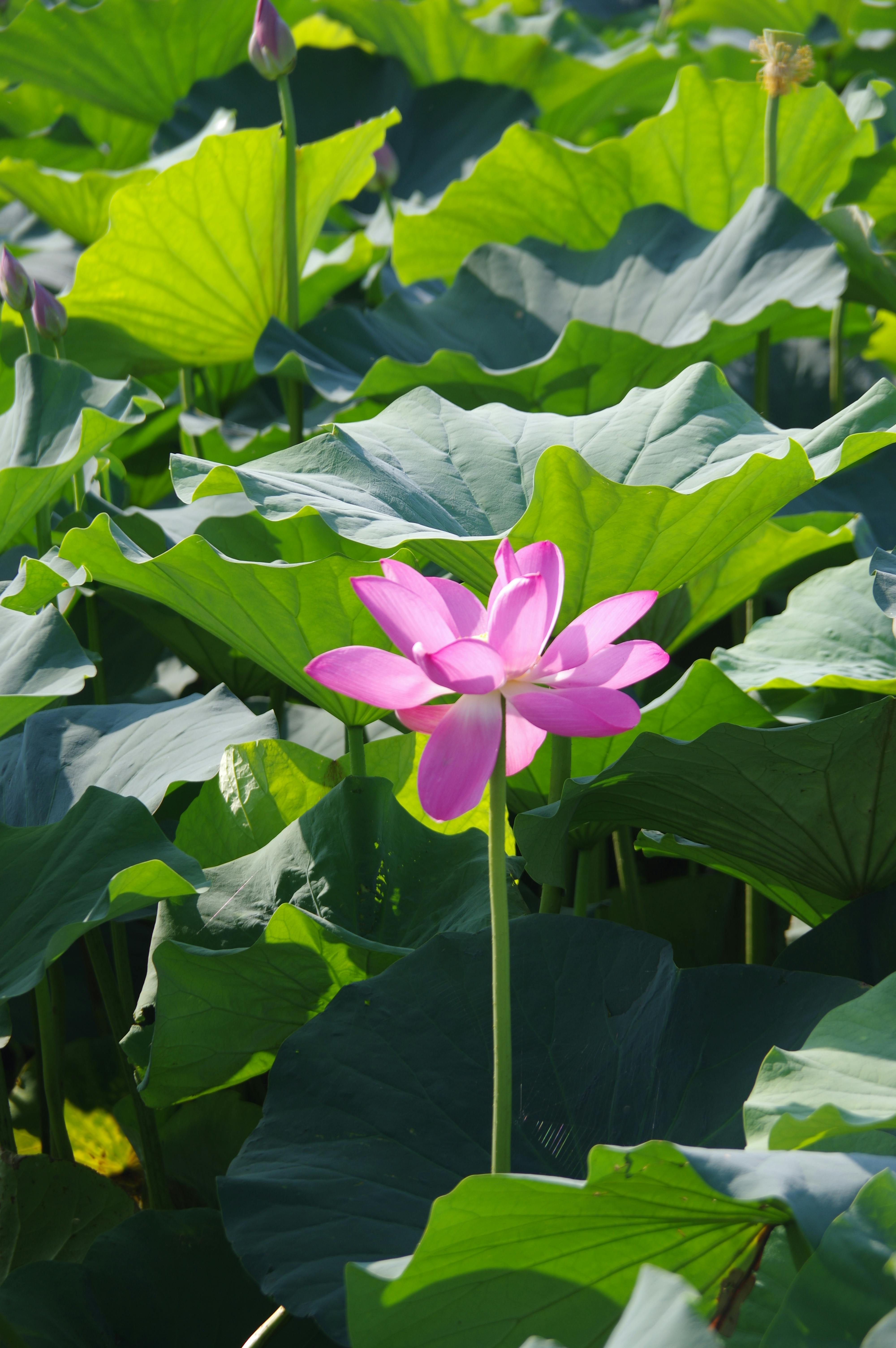 Sentient Being (Buddhism) Photos, Download The BEST Free Sentient Being ...