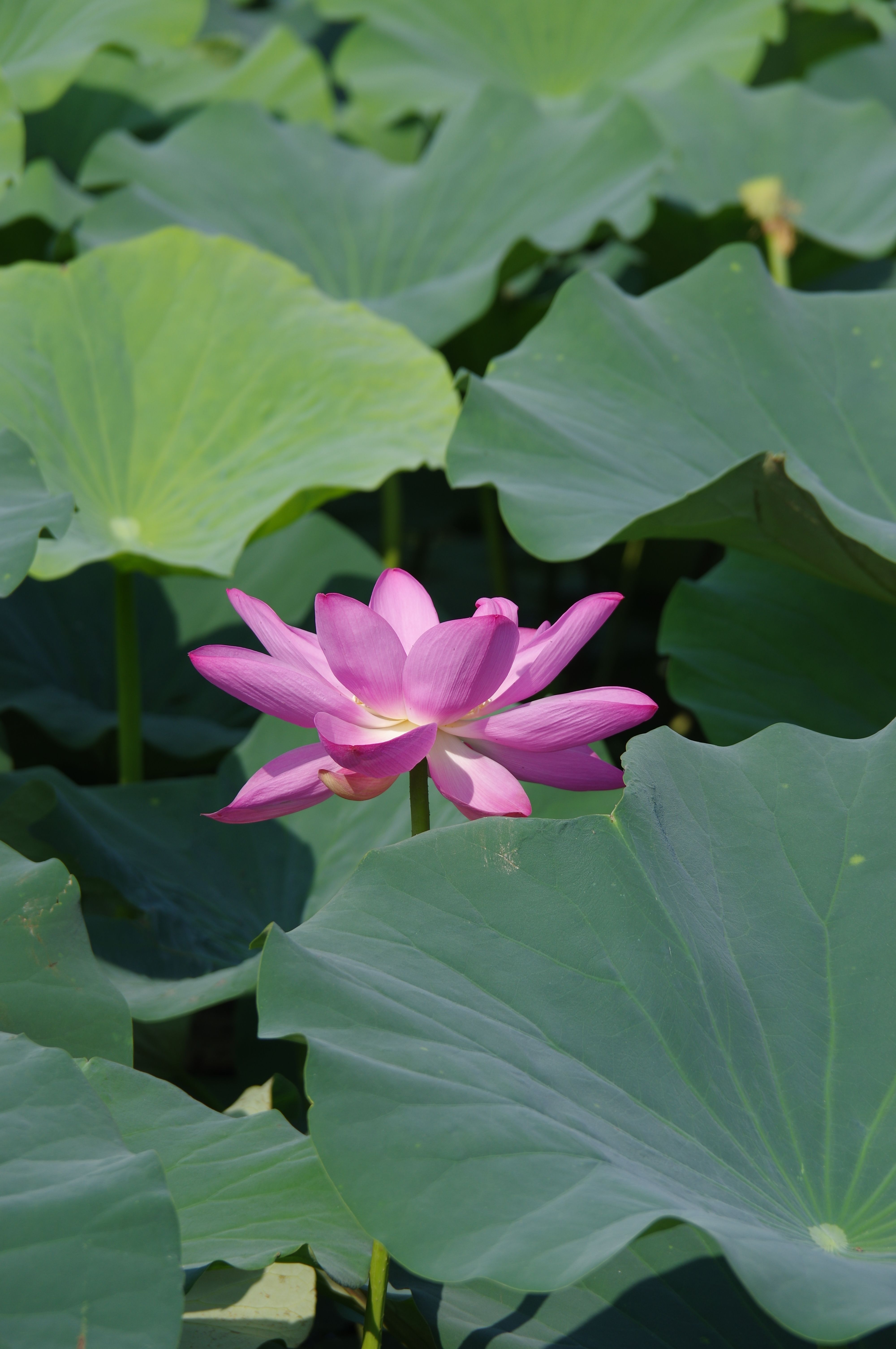 Vibrant Pink Lotus Flower in Natural Habitat · Free Stock Photo