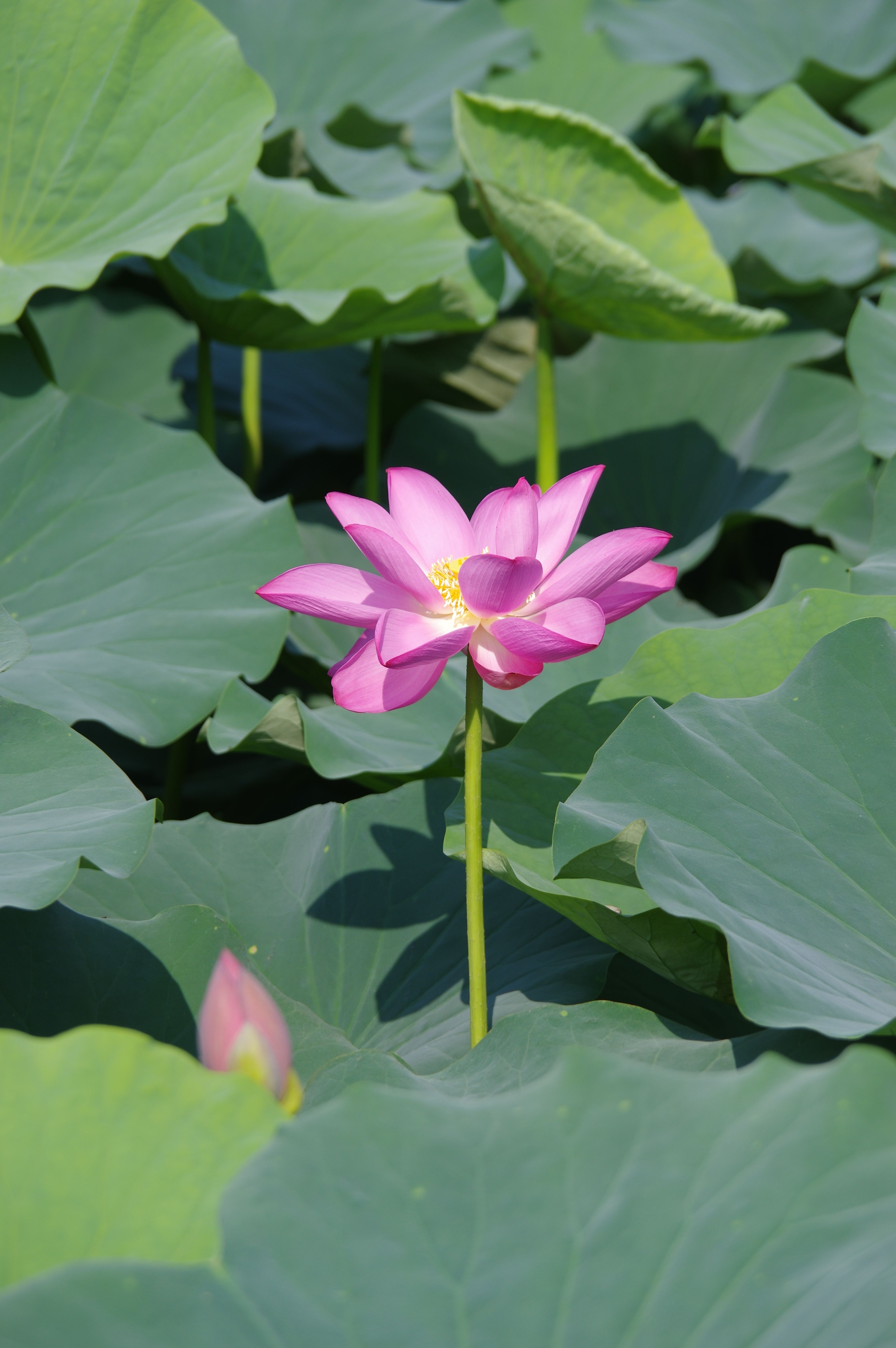 Flower Rebirth Photos, Download The BEST Free Flower Rebirth Stock ...