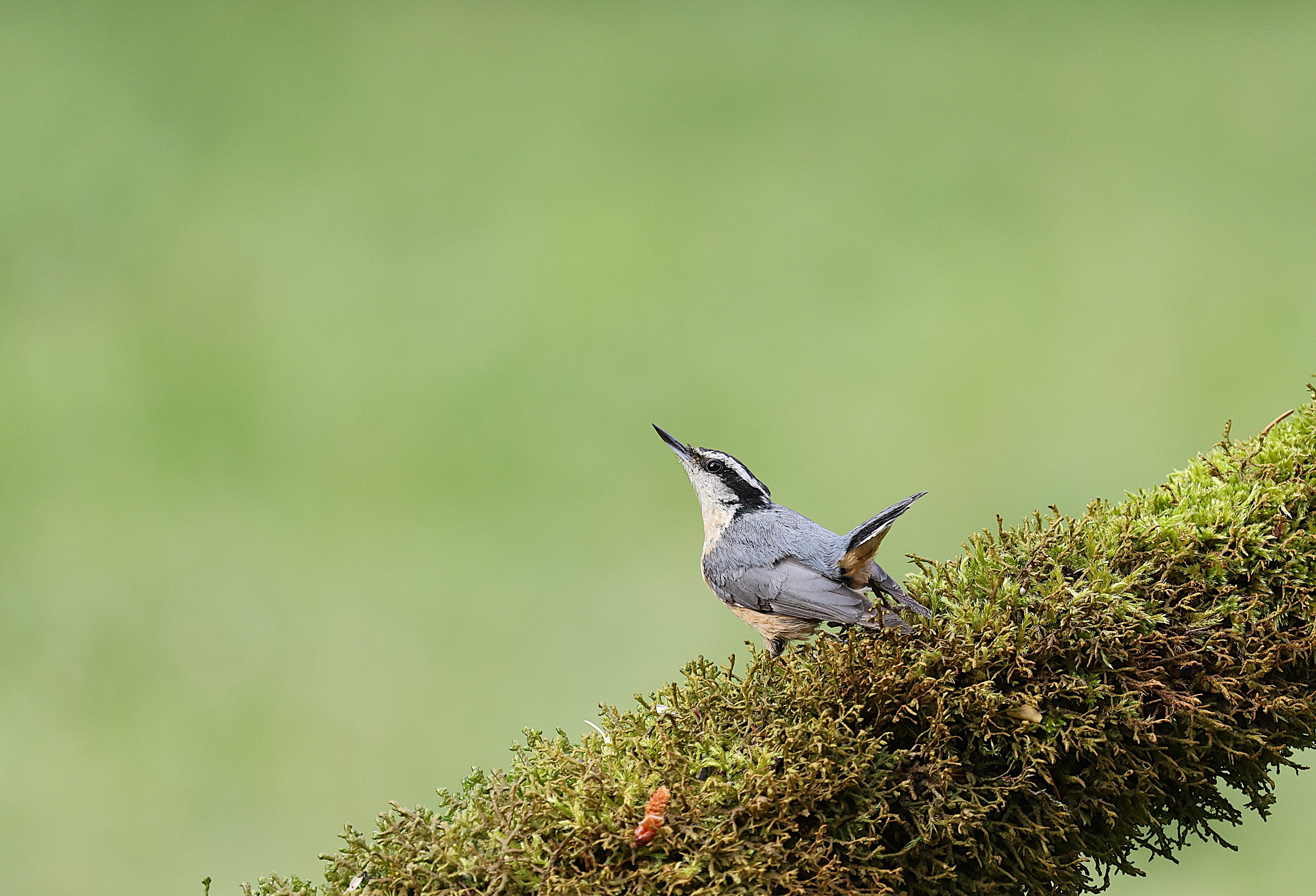 Red Breasted Nuthatch Habitat and Behavior Insights Revealed