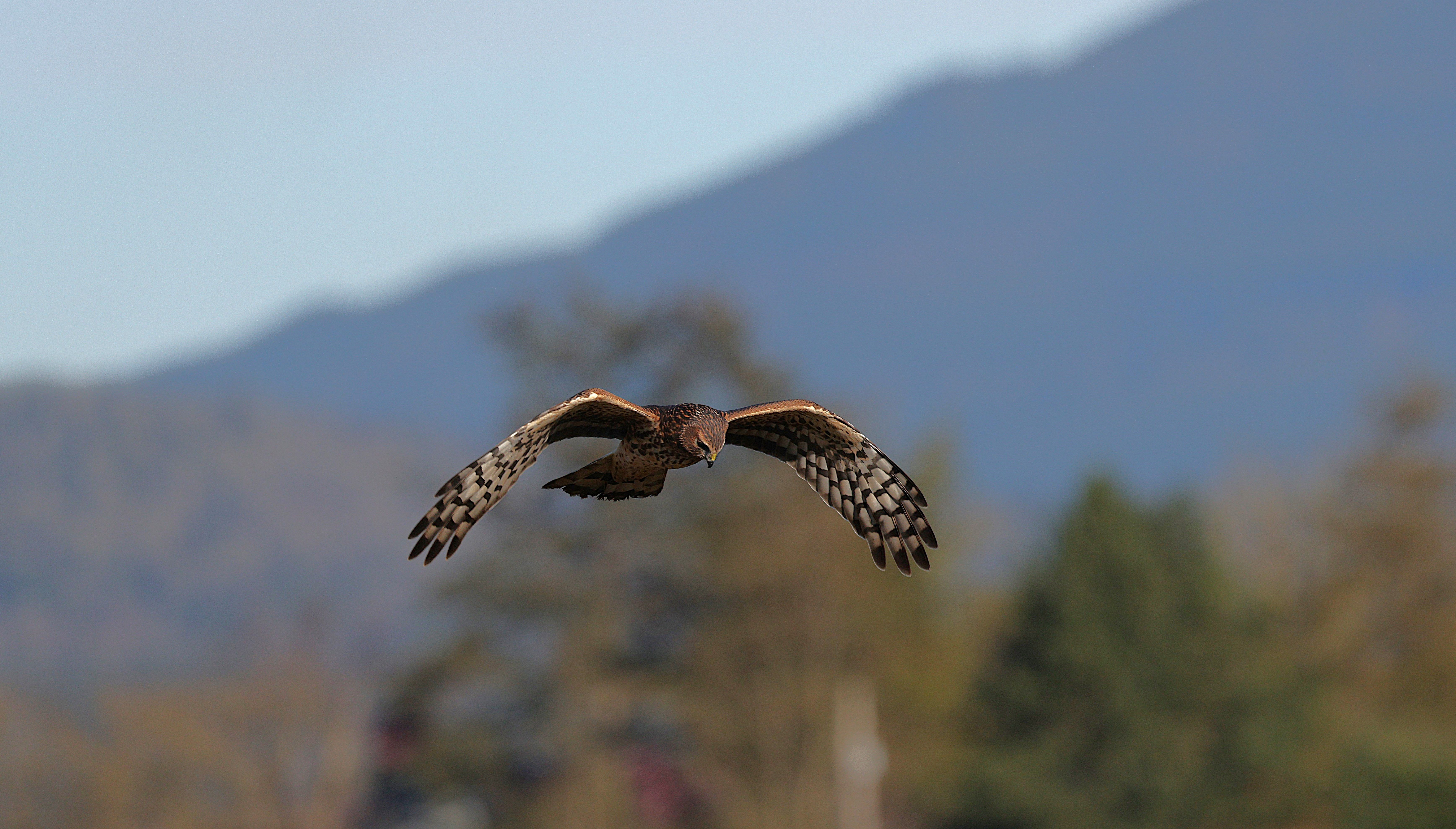 Majestic Hawk Soaring Over Scenic Landscape · Free Stock Photo