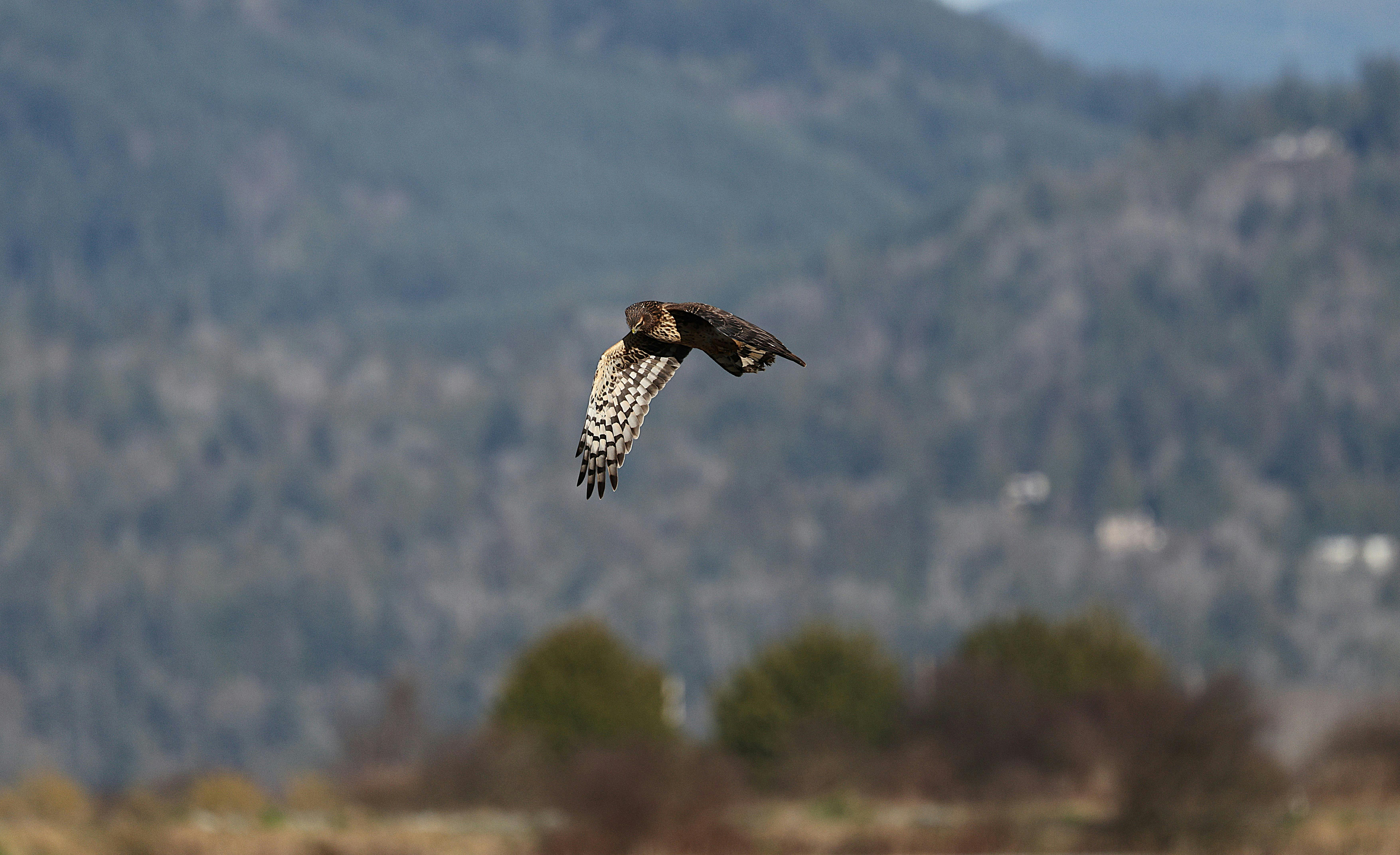 Periscope Feather Photos, Download The BEST Free Periscope Feather ...