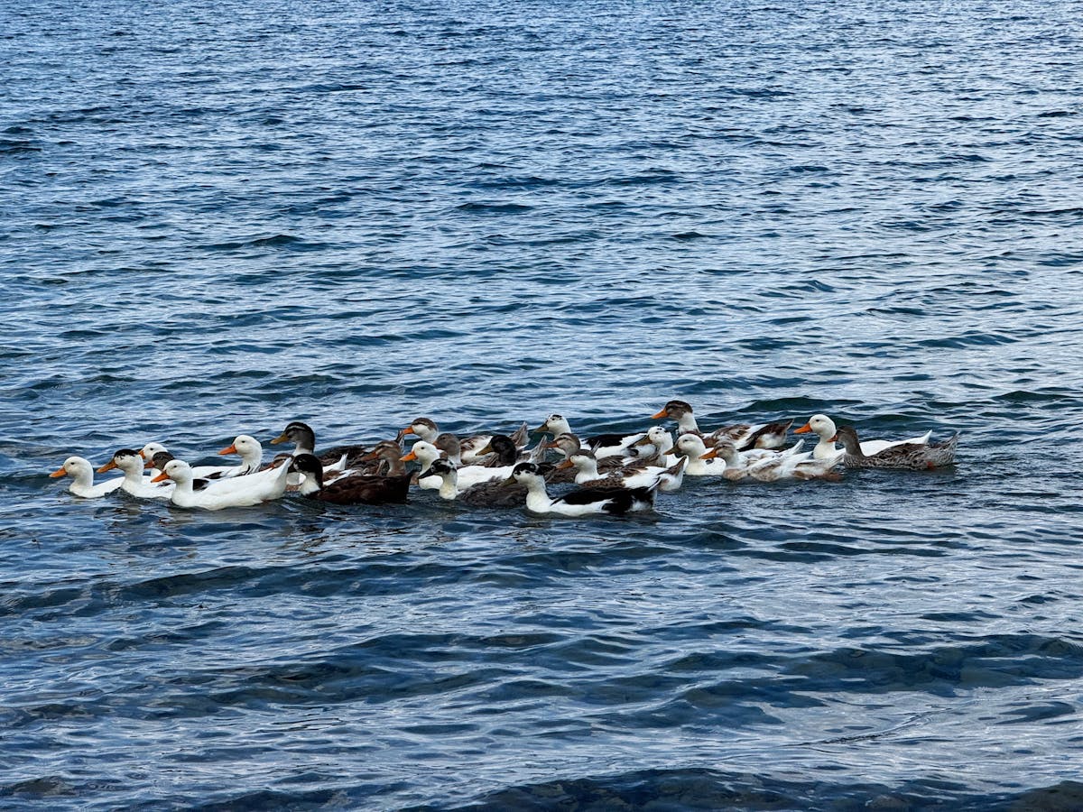 Duck+Pfp Photos, Download The BEST Free Duck+Pfp Stock Photos & HD Images