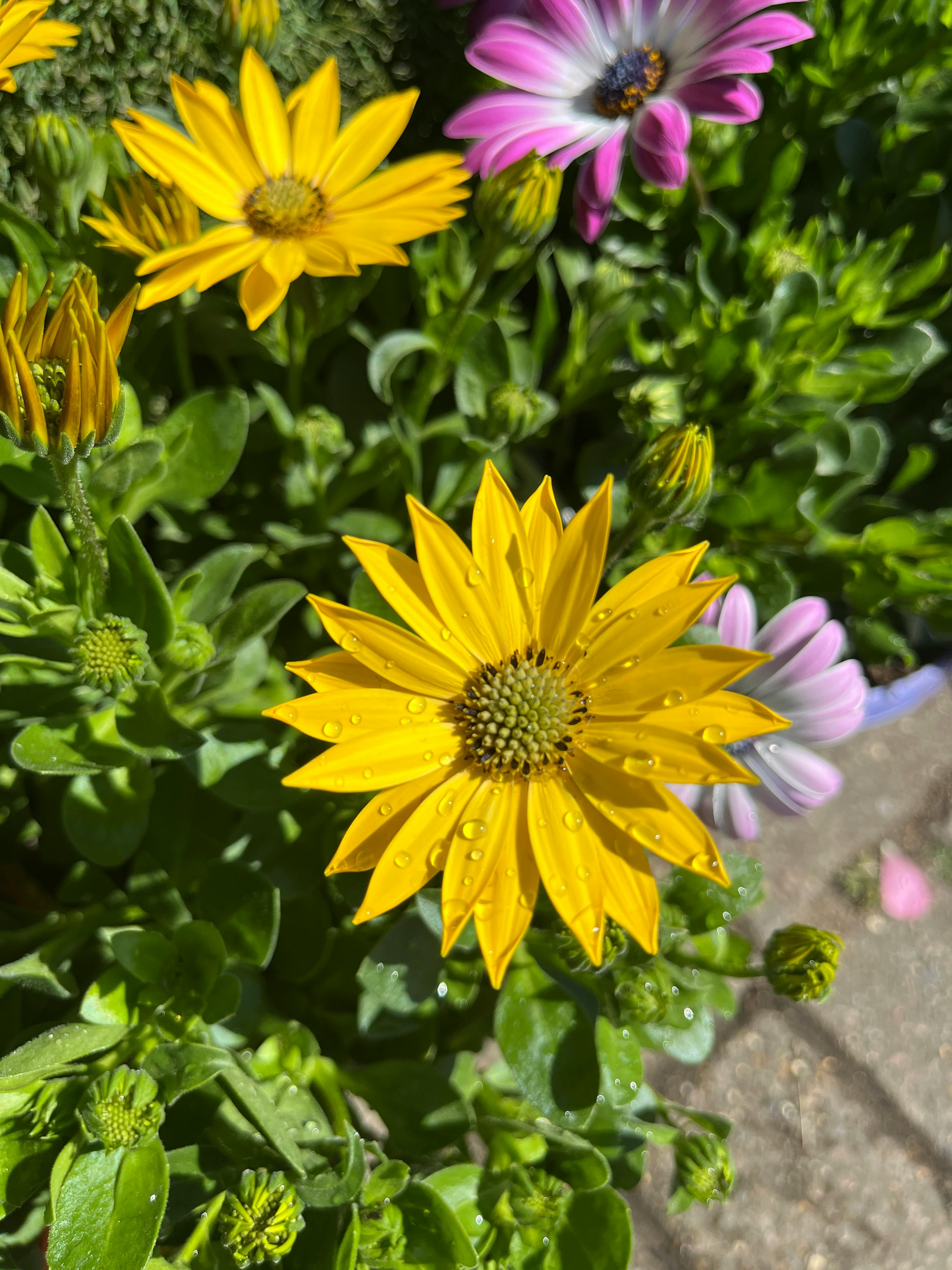 Golap Flowers Photos, Download The BEST Free Golap Flowers Stock Photos ...