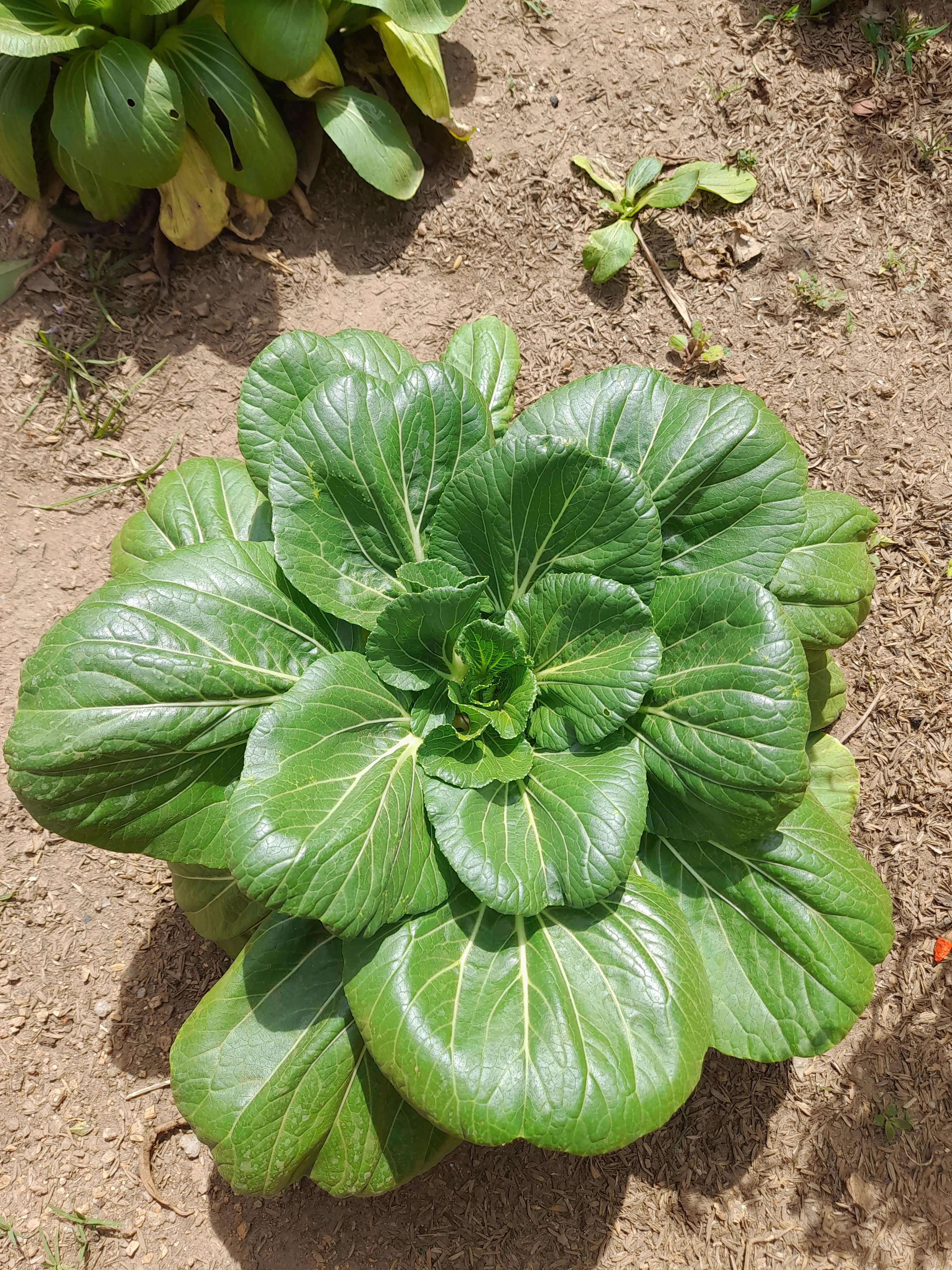 Fresh Green Bok Choy in Vietnamese Garden · Free Stock Photo