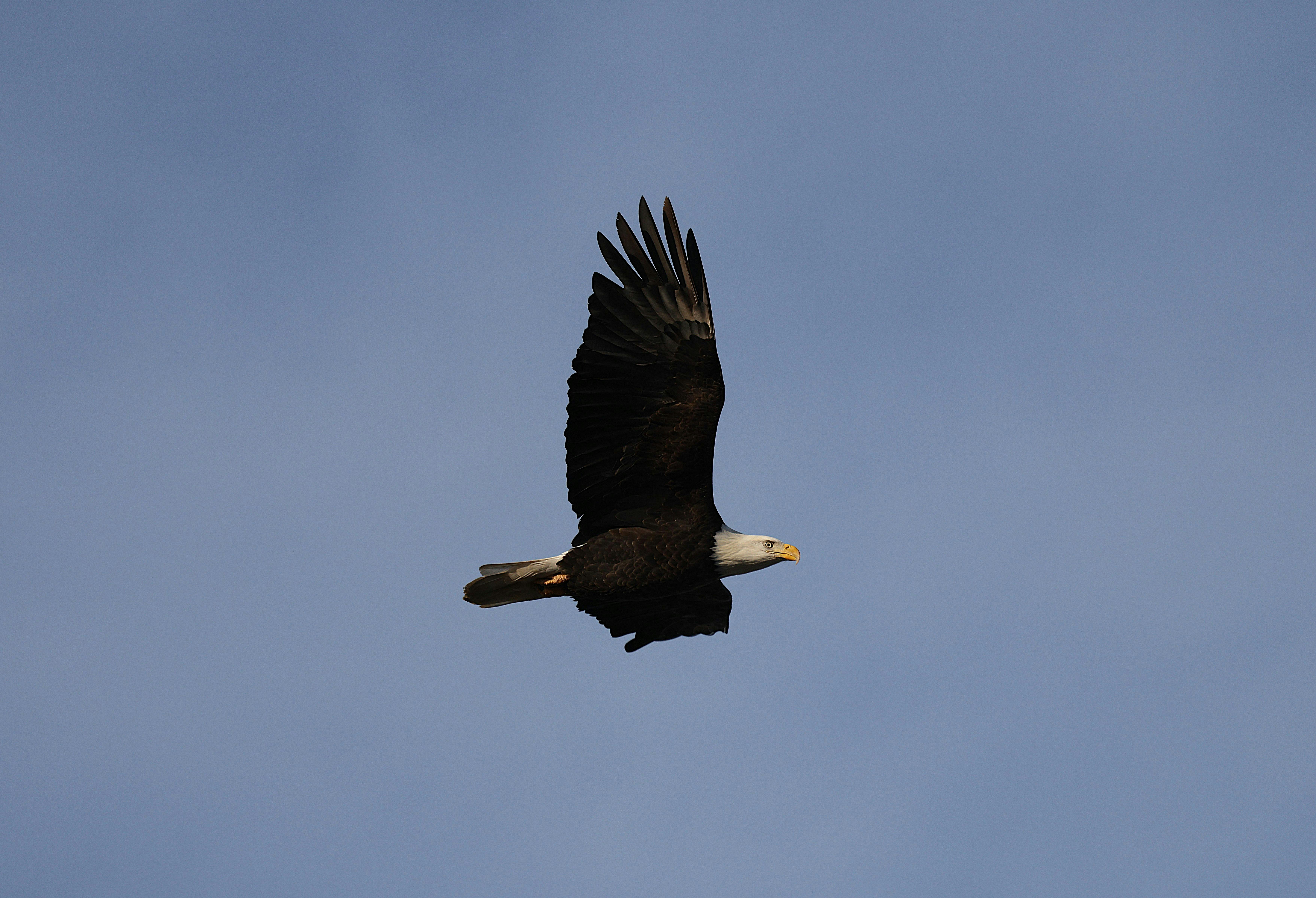 Majestic Bald Eagle Gliding Against Blue Sky · Free Stock Photo