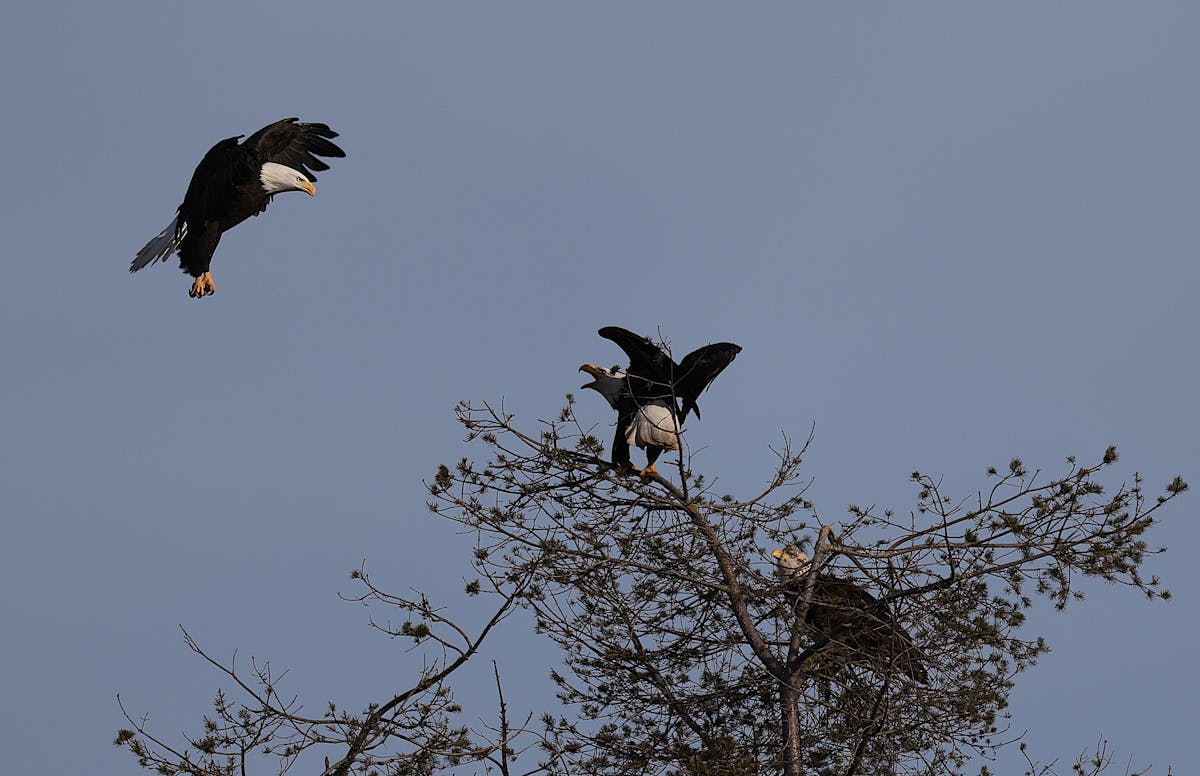 American Bald Eagles Nest: A Guide to Their Breeding Habits