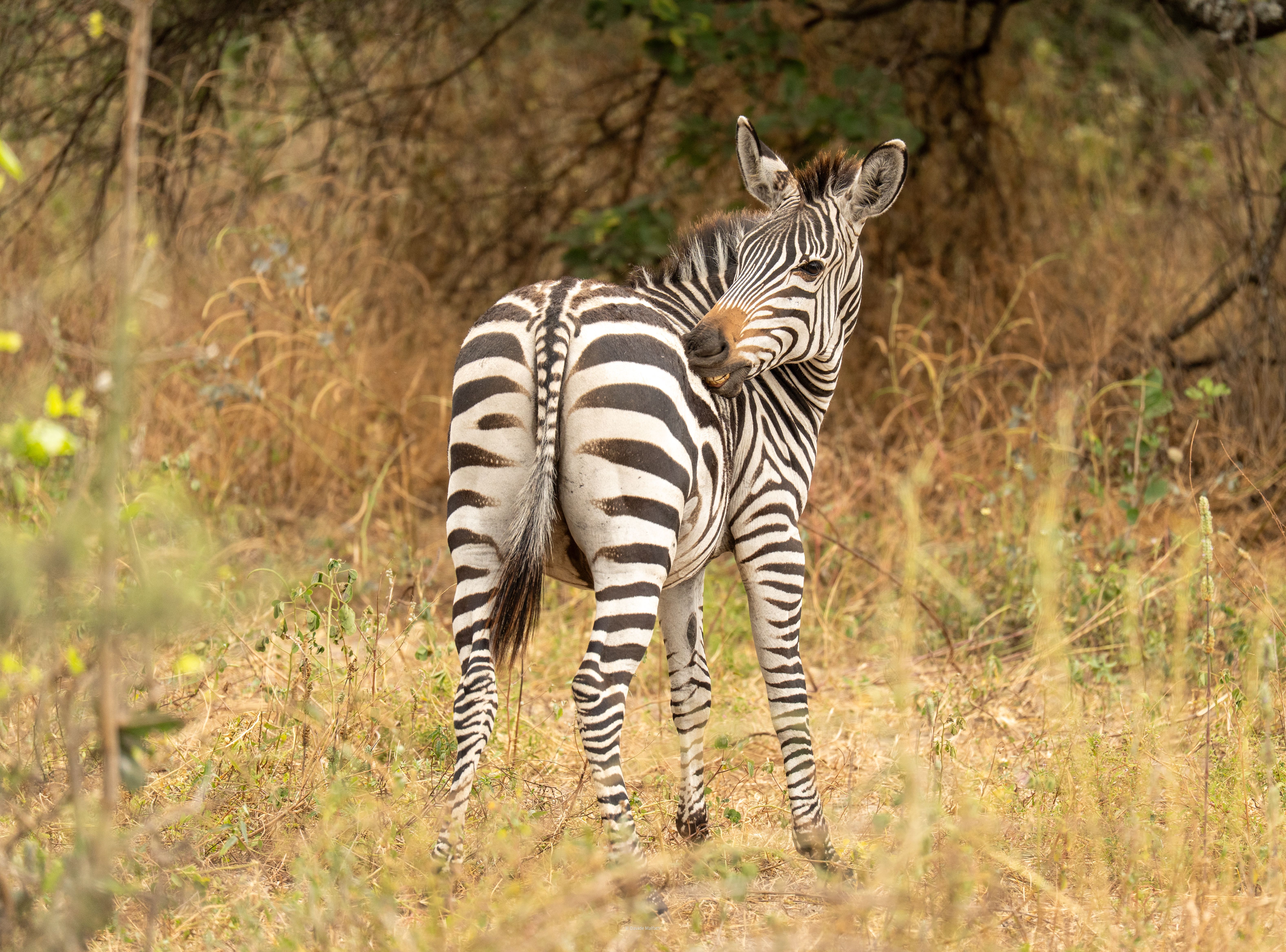 Zebra in Natural Habitat, Tanzania · Free Stock Photo