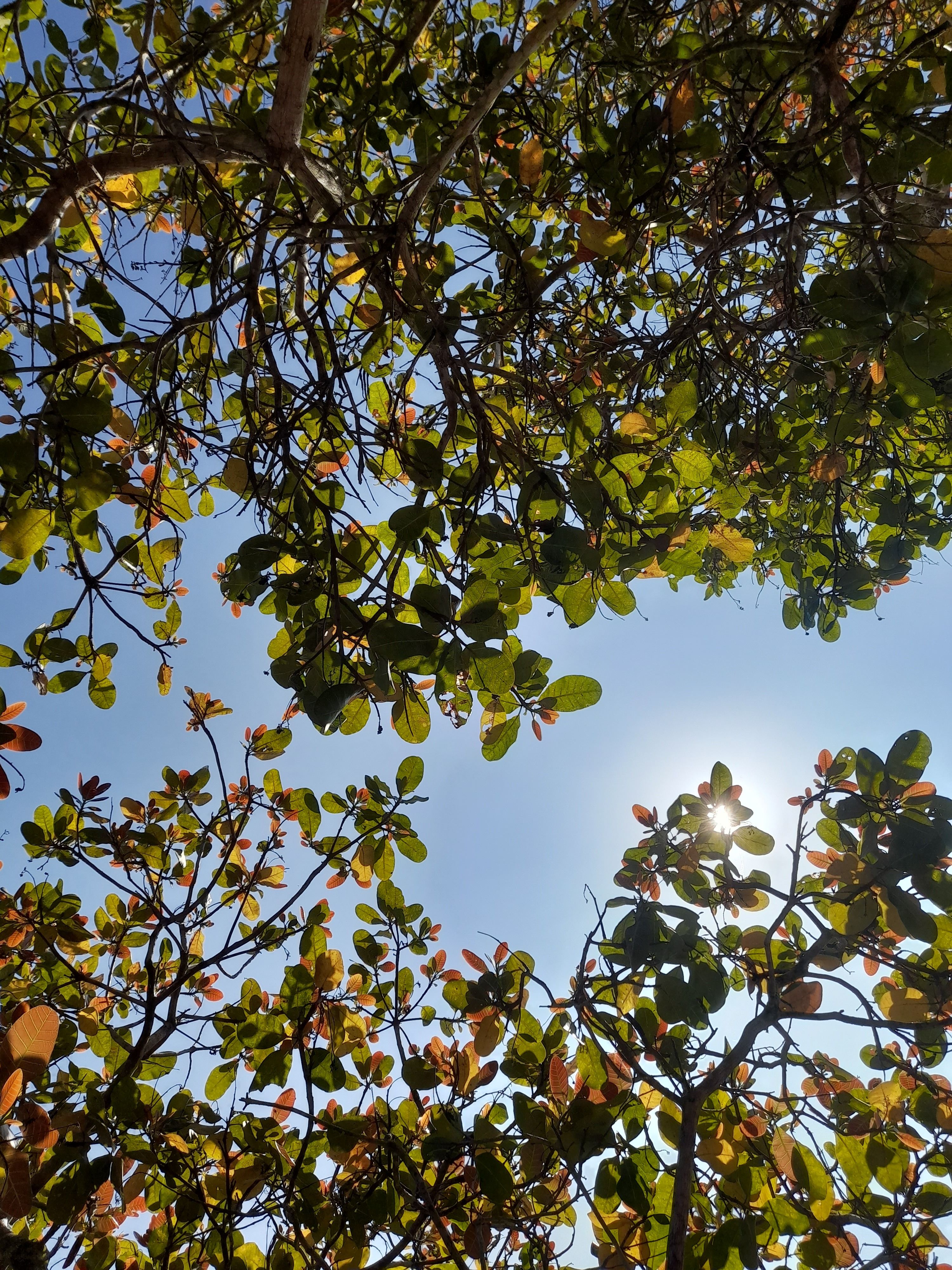 Summer Sun Photos, Download The BEST Free Summer Sun Stock Photos & HD ...