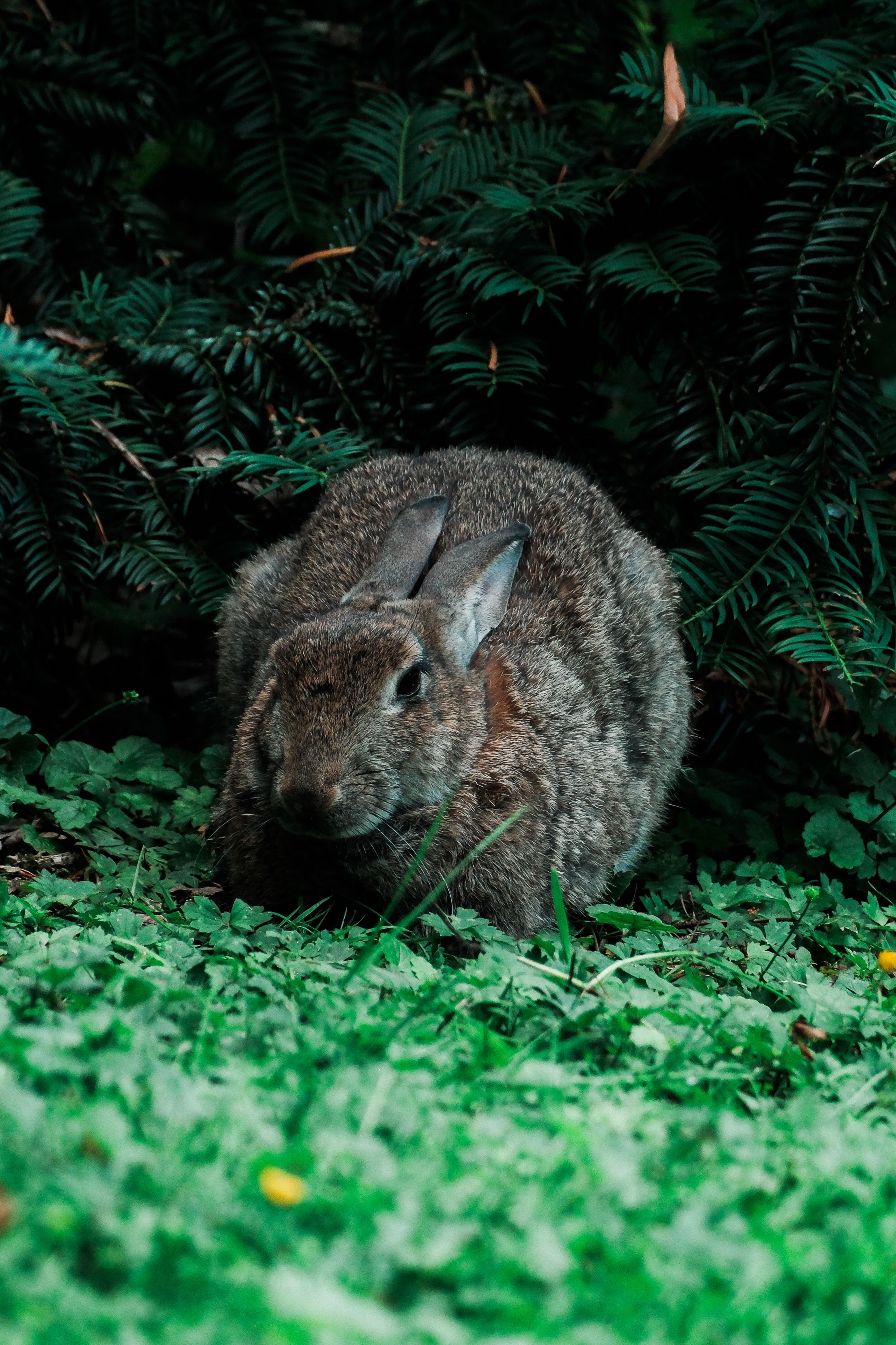Cute Rabbit Photos, Download The BEST Free Cute Rabbit Stock Photos ...
