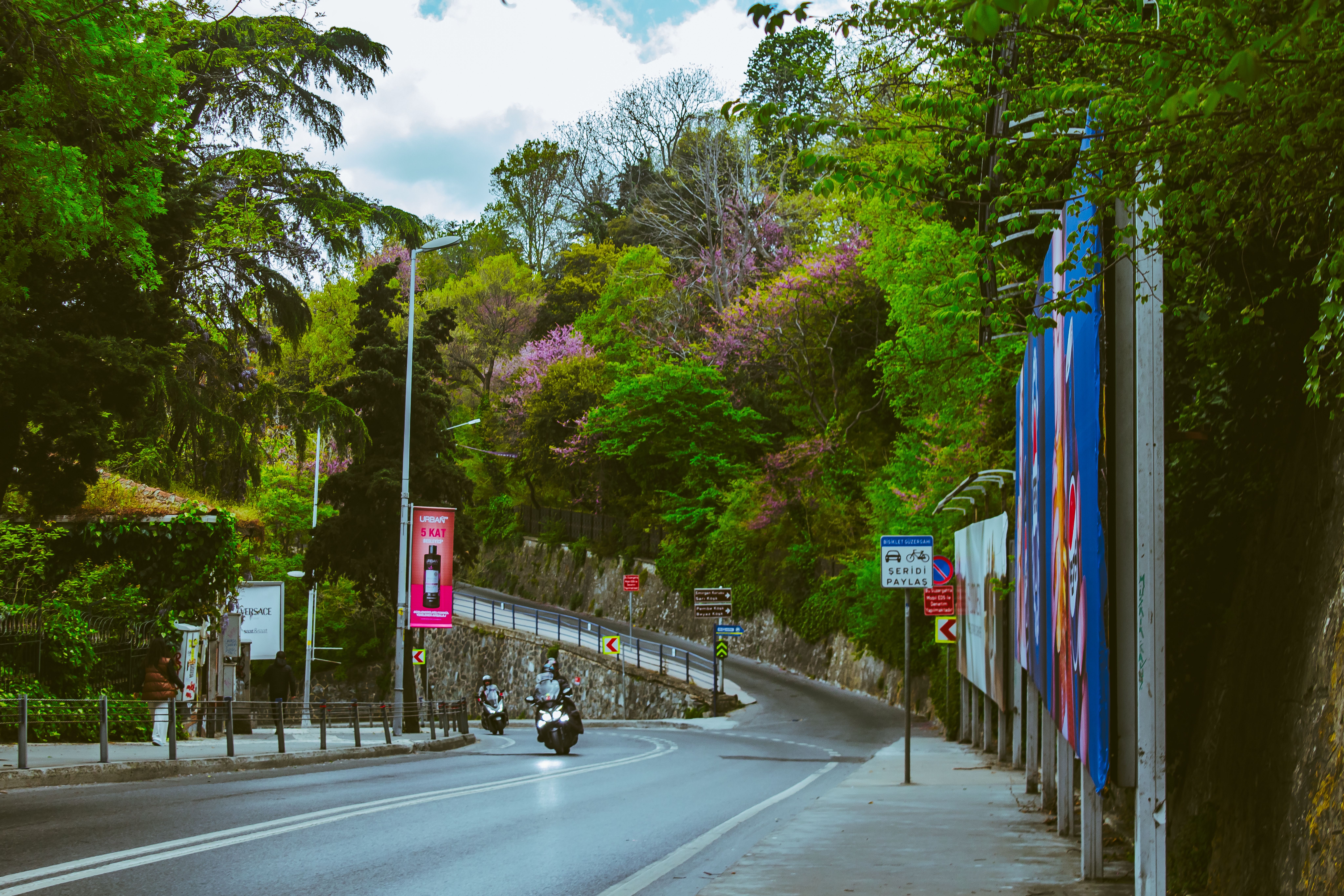 Scenic Spring Road with Lush Greenery · Free Stock Photo