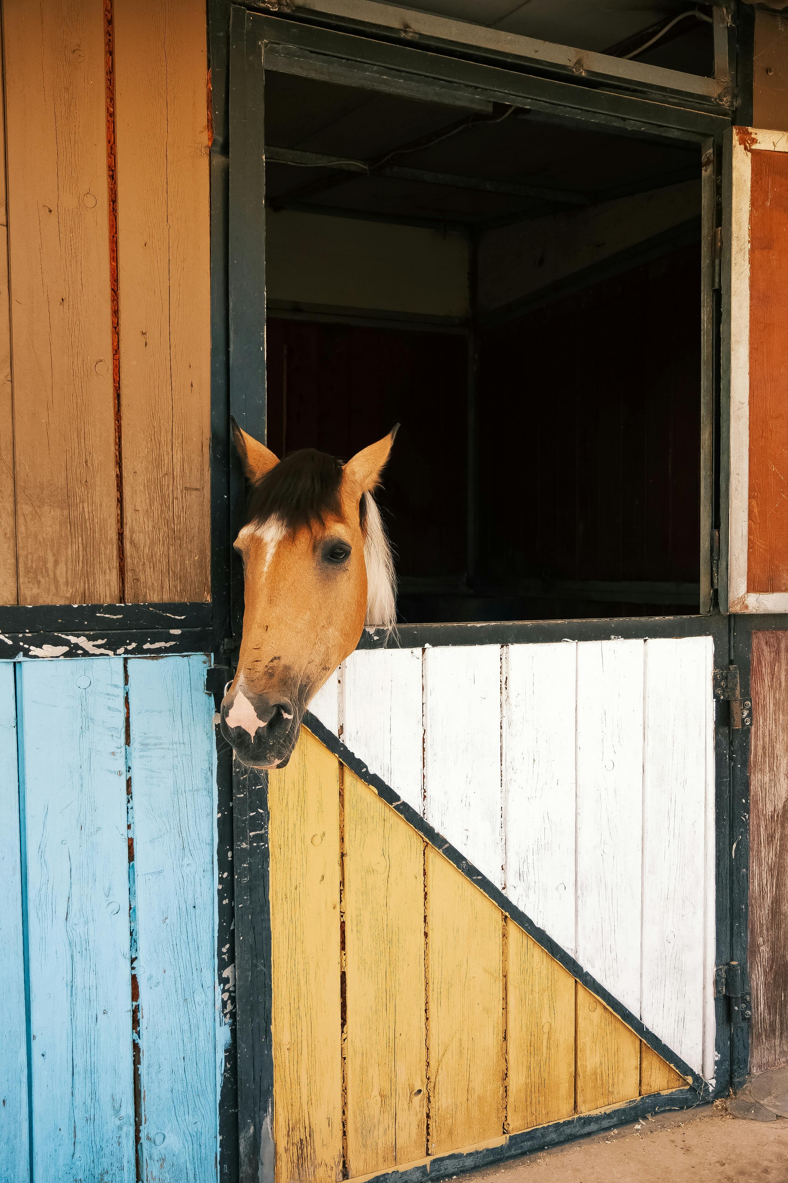 Color: Brown Photos, Download The BEST Free Color: Brown Stock Photos ...