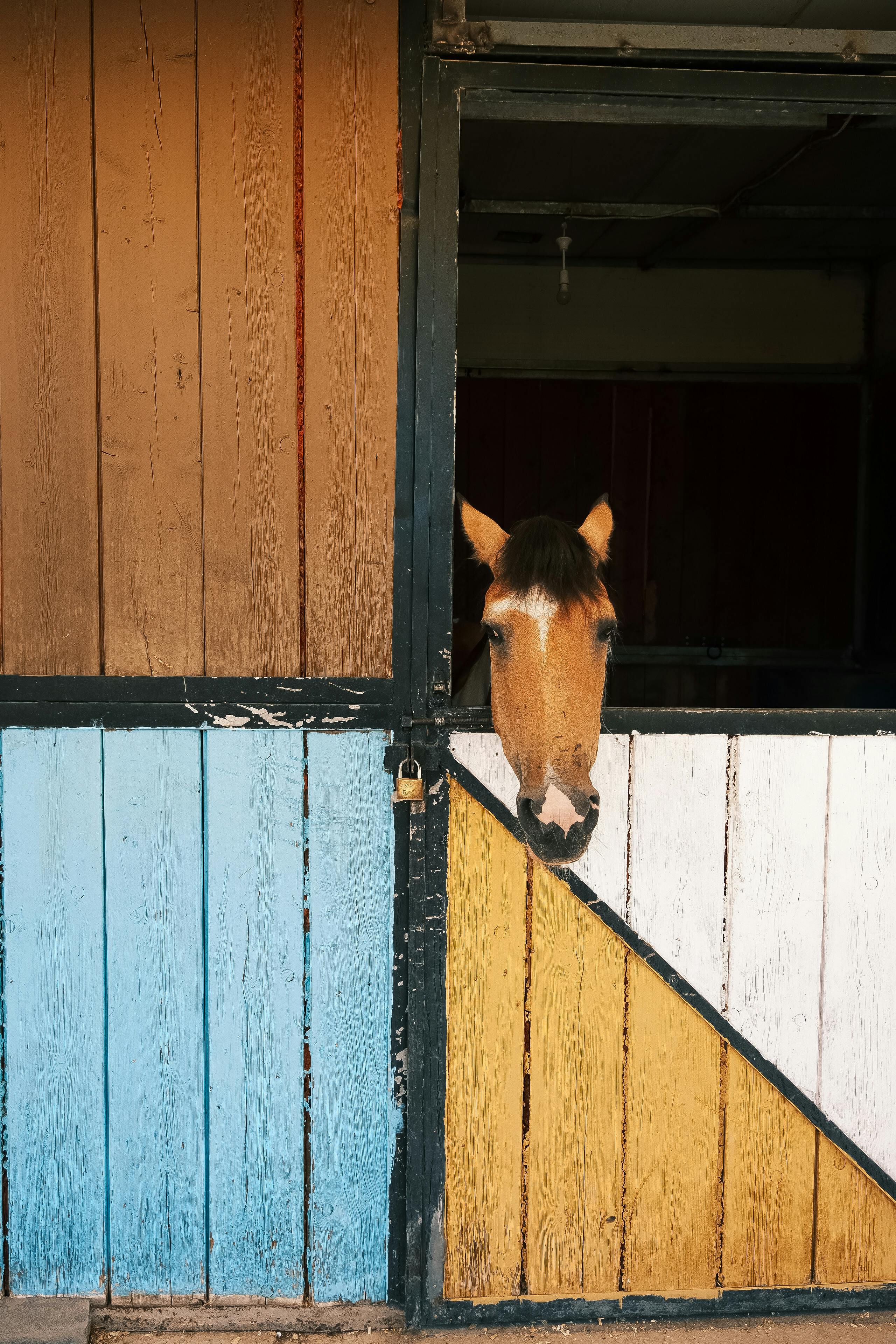 Donald Trump Head Photos, Download The BEST Free Donald Trump Head ...