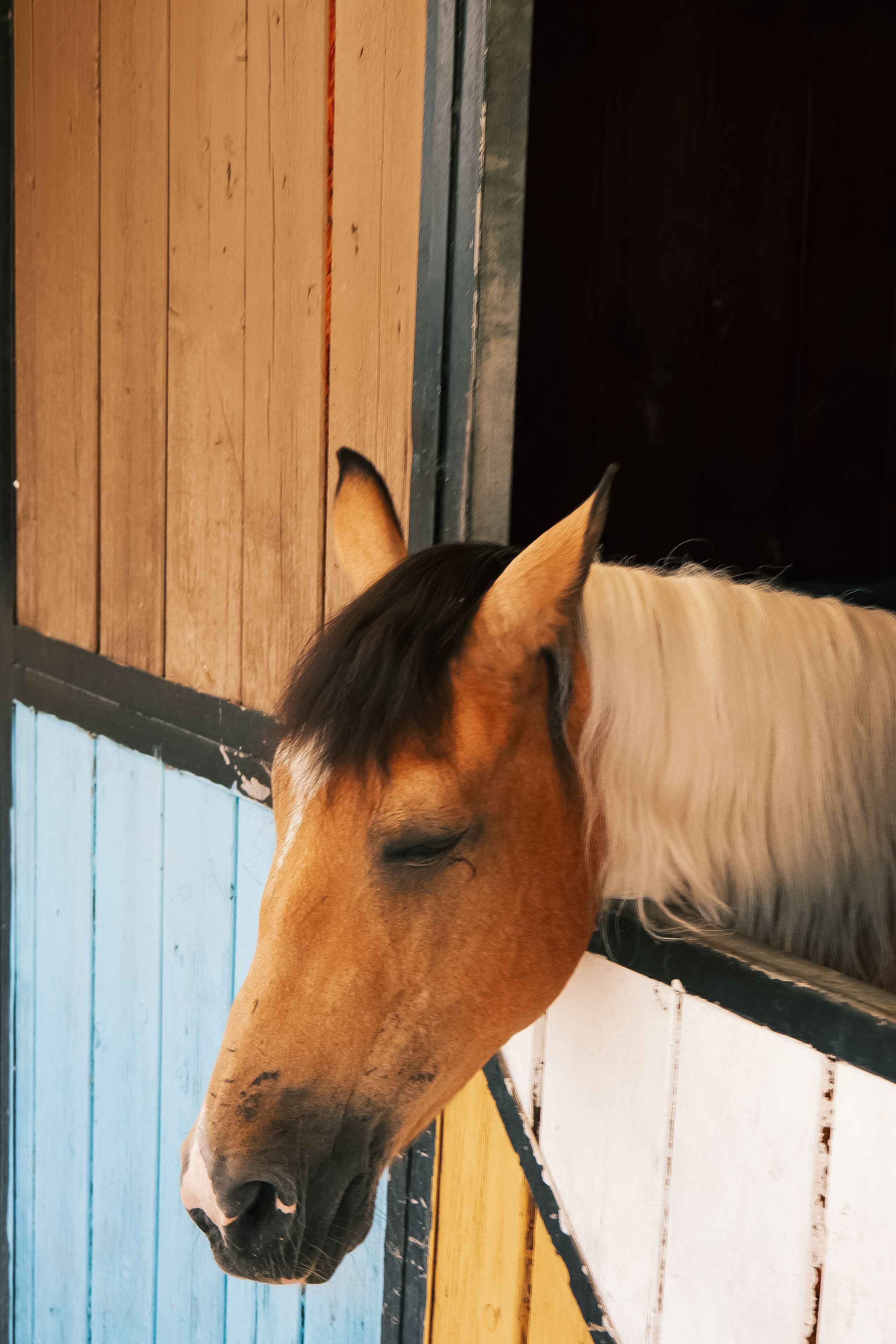 Peaceful Horse Resting in Stable Stall · Free Stock Photo