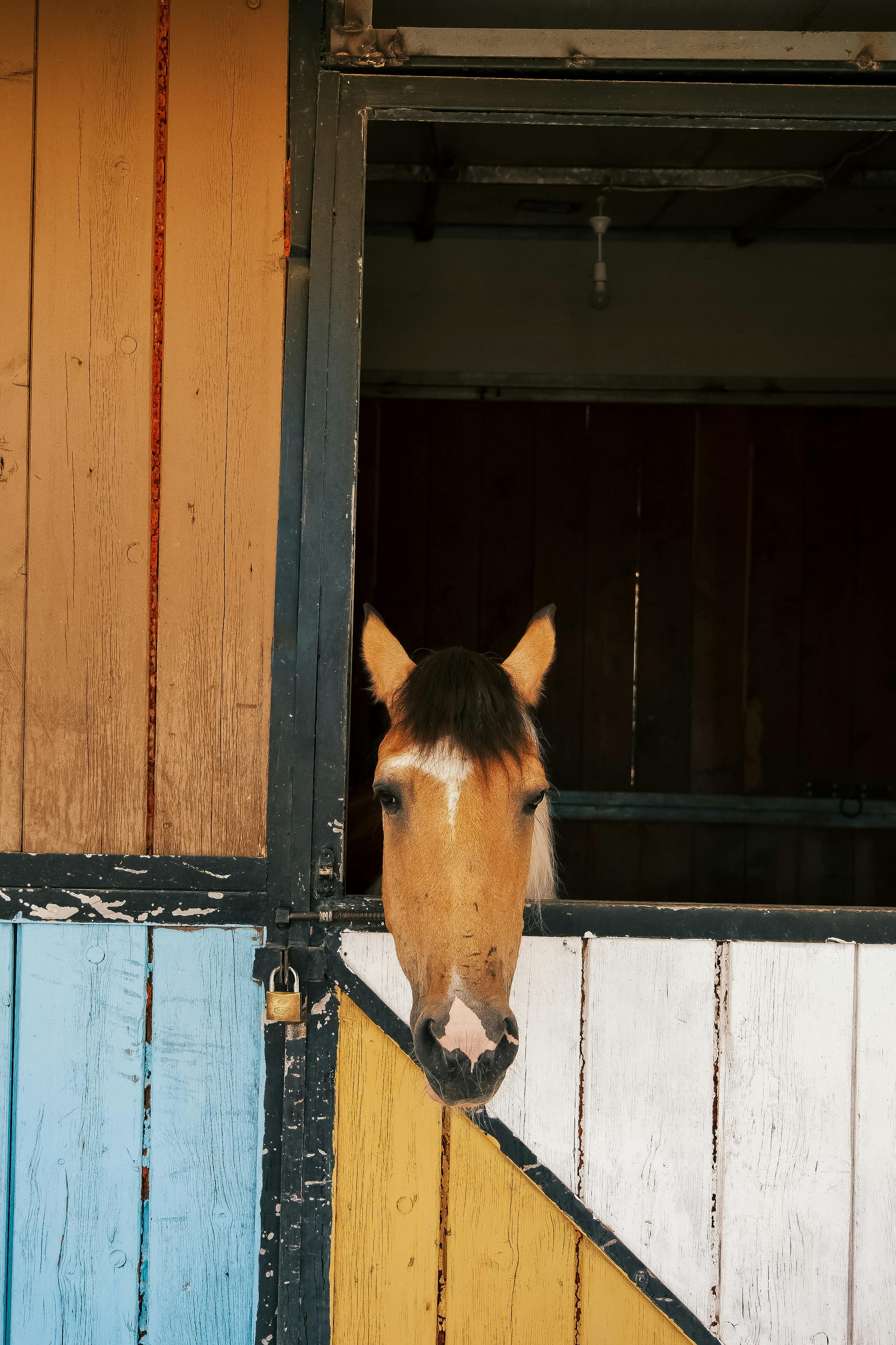 Stall Structuur Photos, Download The BEST Free Stall Structuur Stock ...