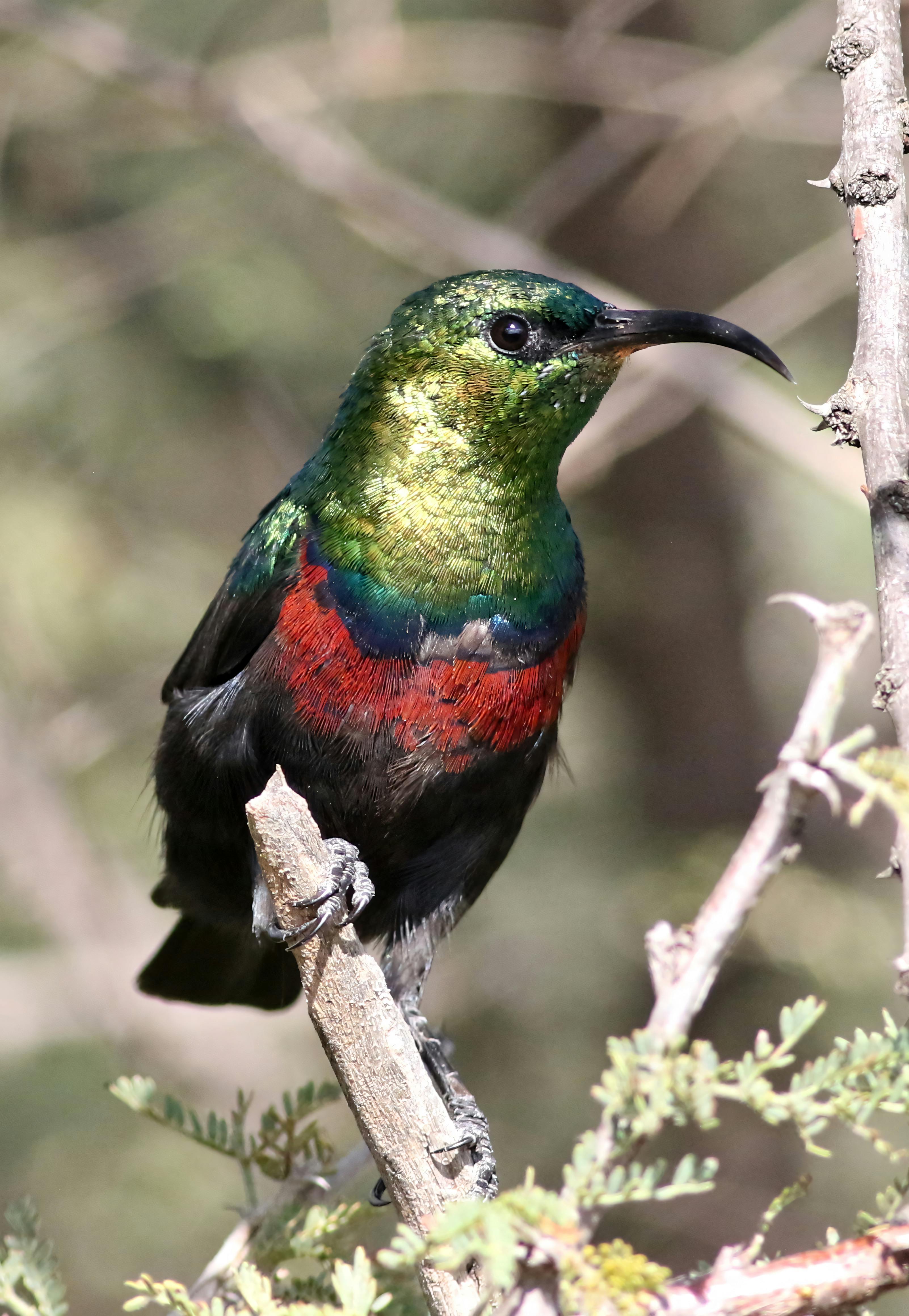 Meteorite Photos, Download The BEST Free Meteorite Stock Photos & HD Images