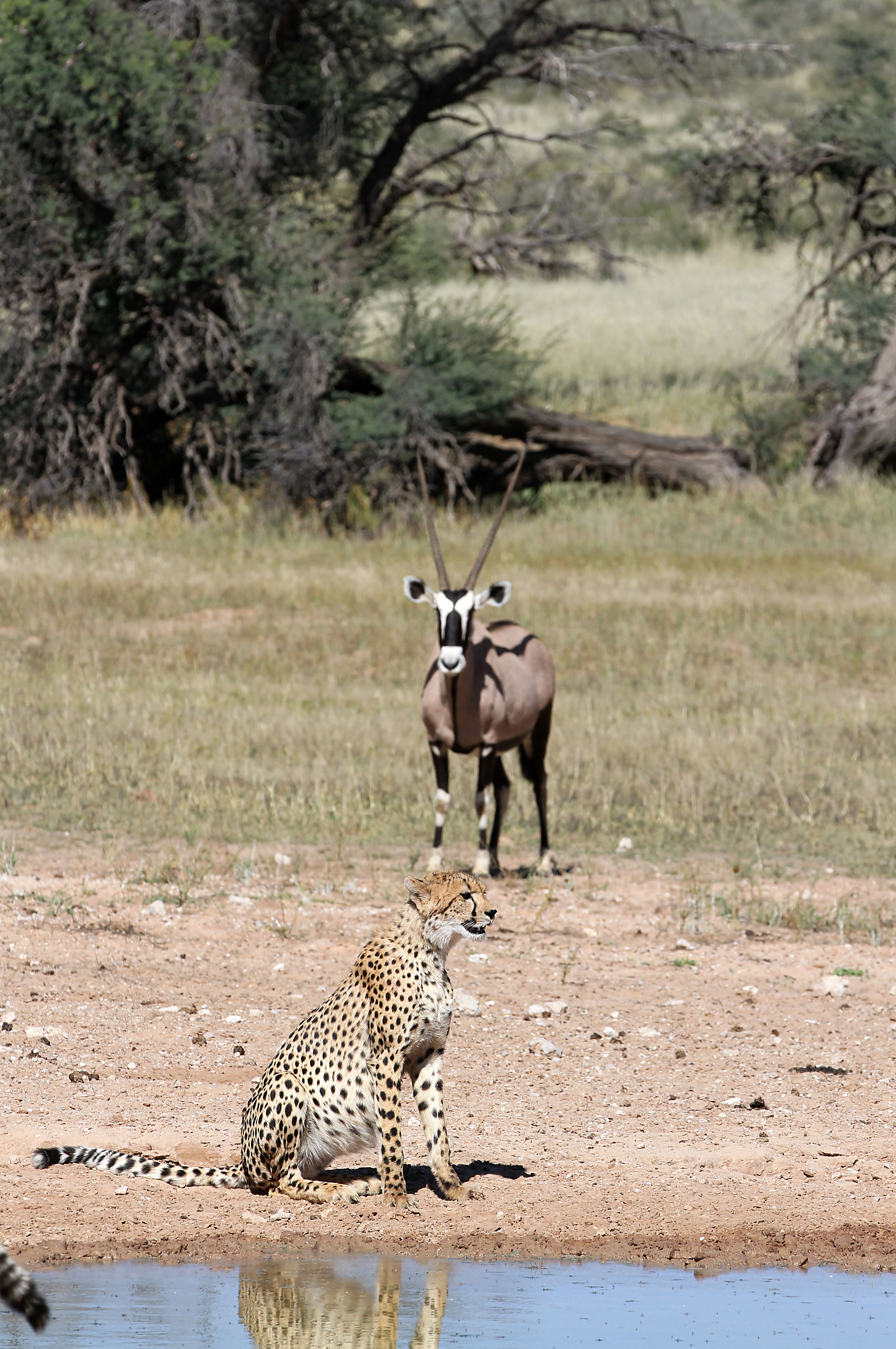 Wild Carnivores Photos, Download The BEST Free Wild Carnivores Stock ...