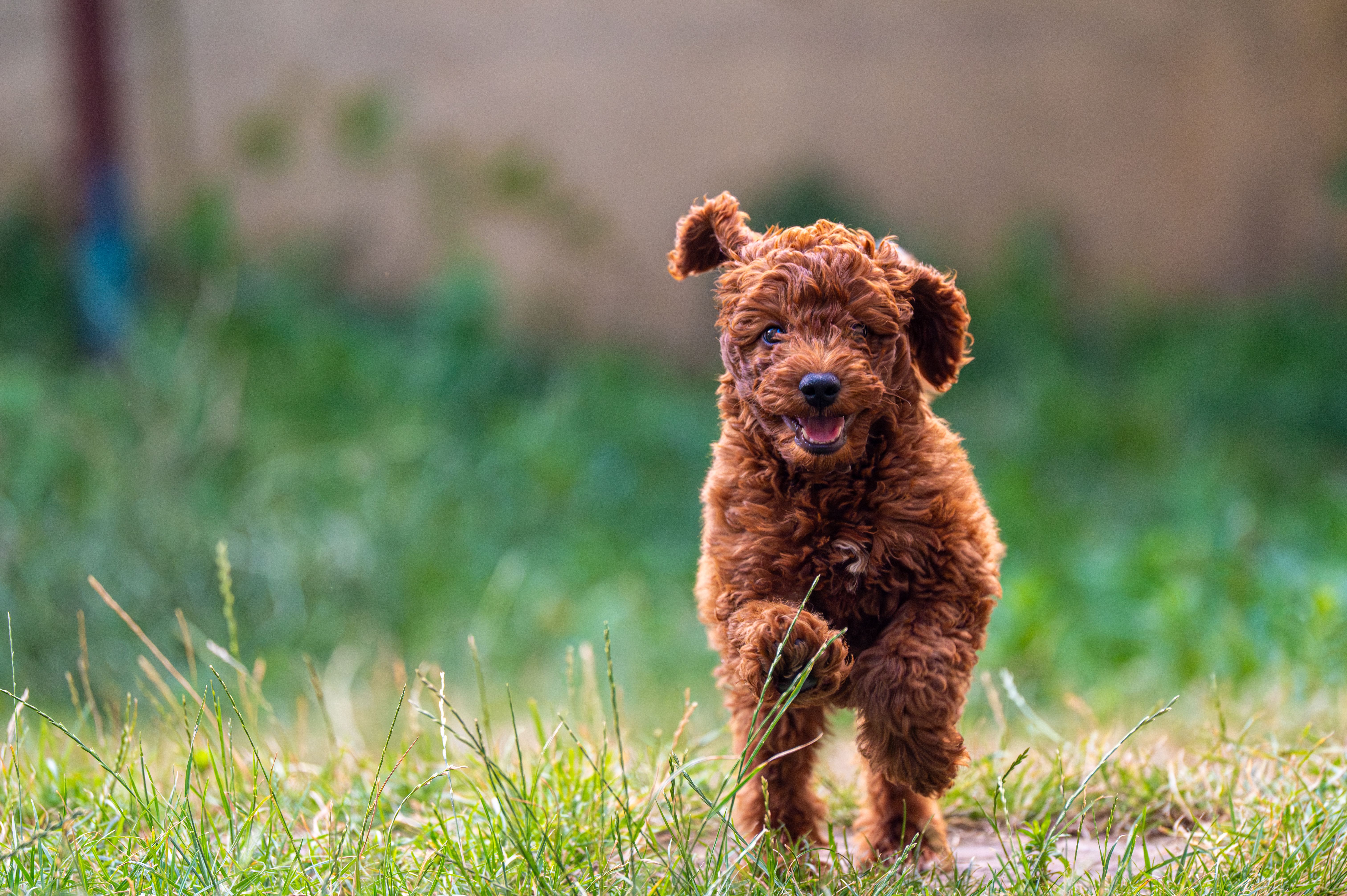 Playful Poodle Puppy Frolicking in the Grass · Free Stock Photo