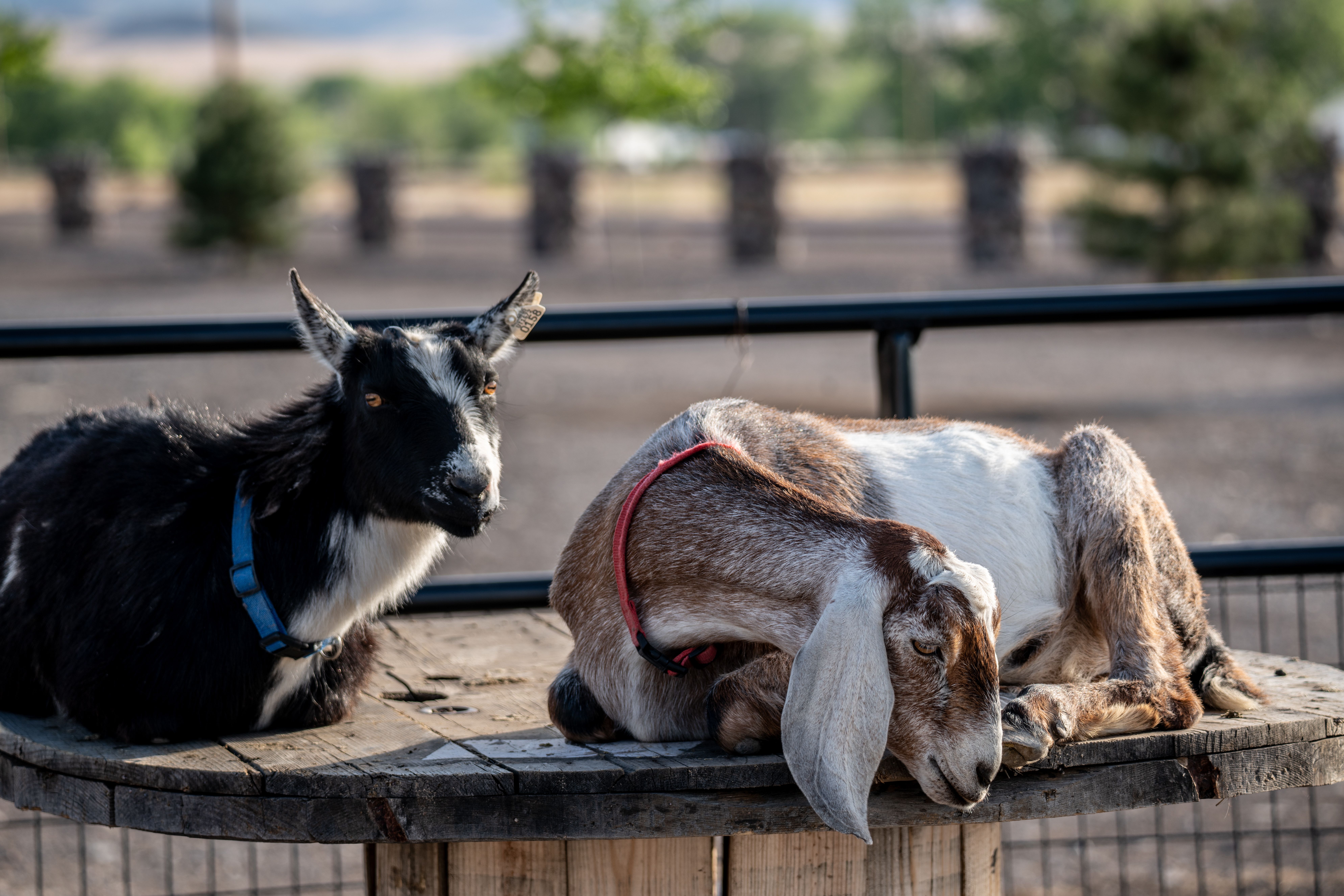 Two Goats Relaxing on Wooden Table Outdoors · Free Stock Photo