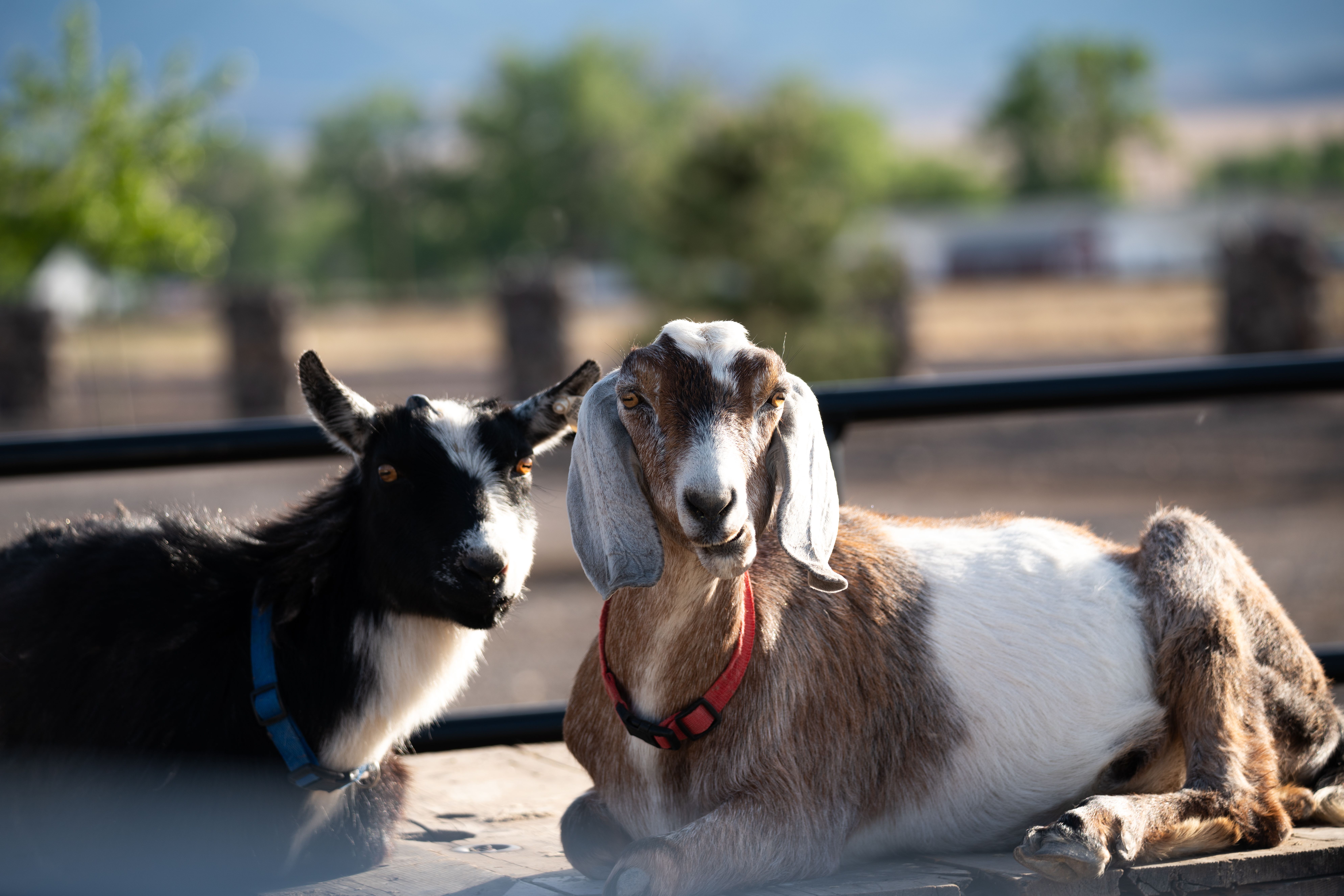 Country Life Photos, Download The BEST Free Country Life Stock Photos ...