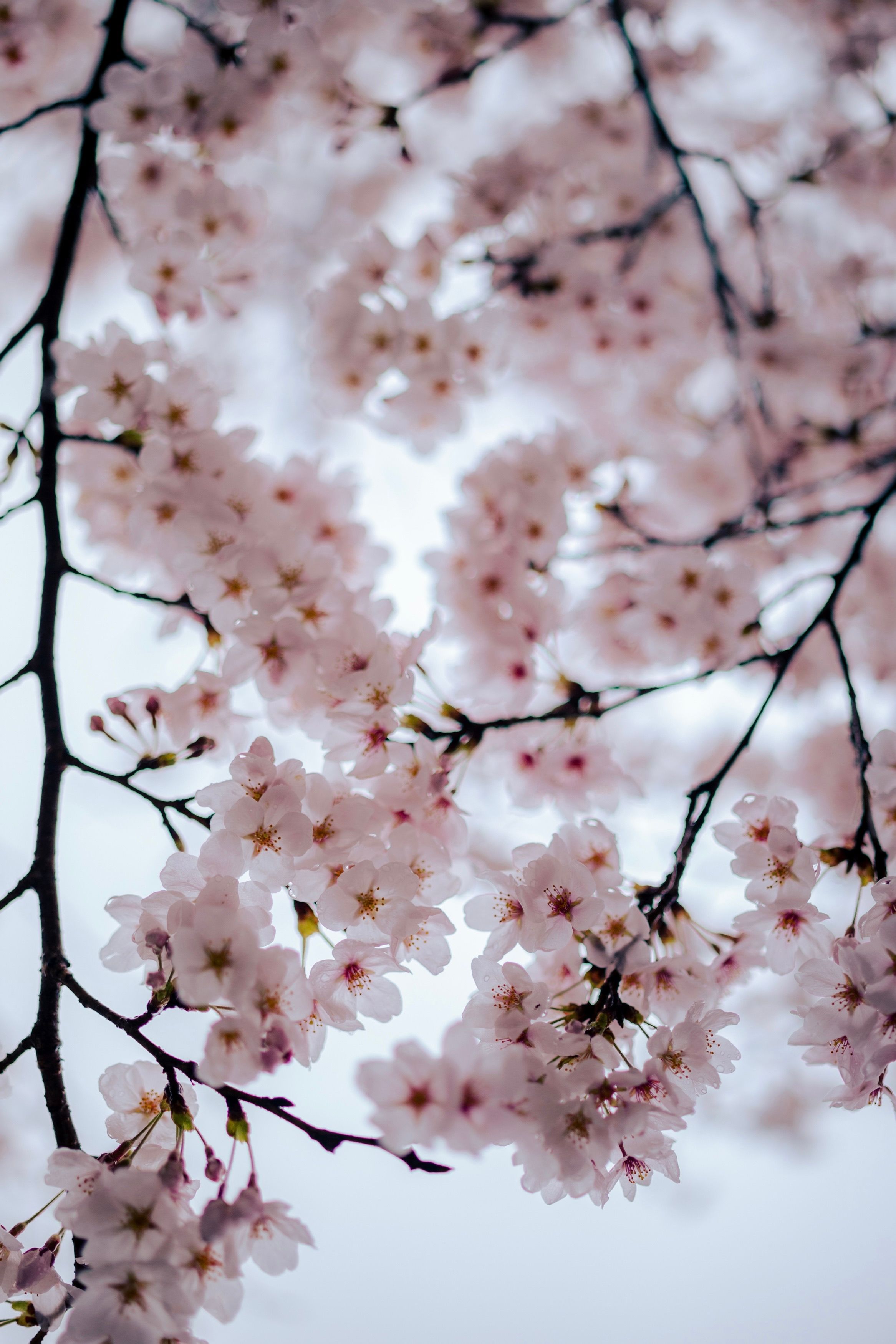 Cherry Blossoms in Full Bloom, Takatori, Nara · Free Stock Photo