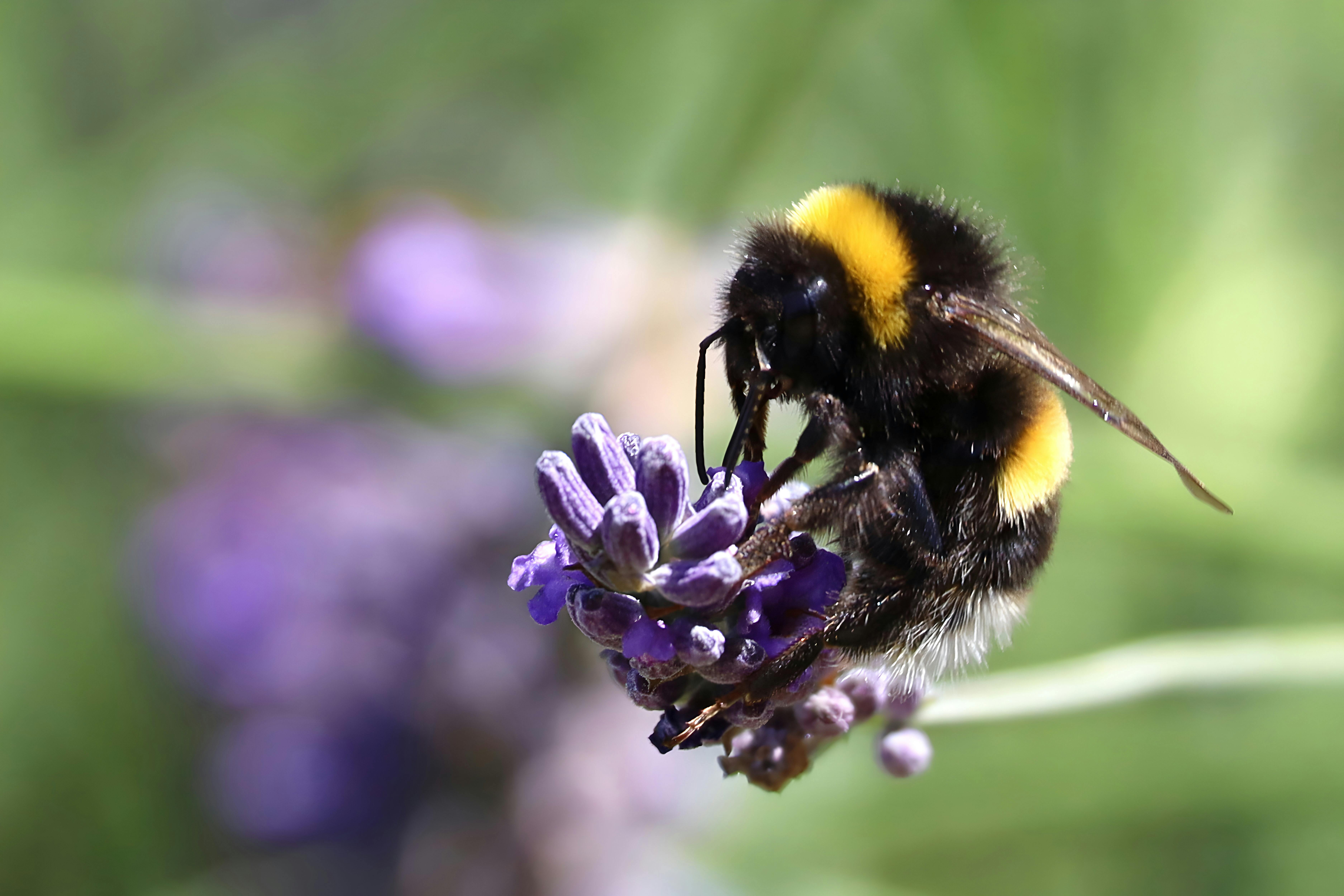 Nigel Cohen - Fotografía