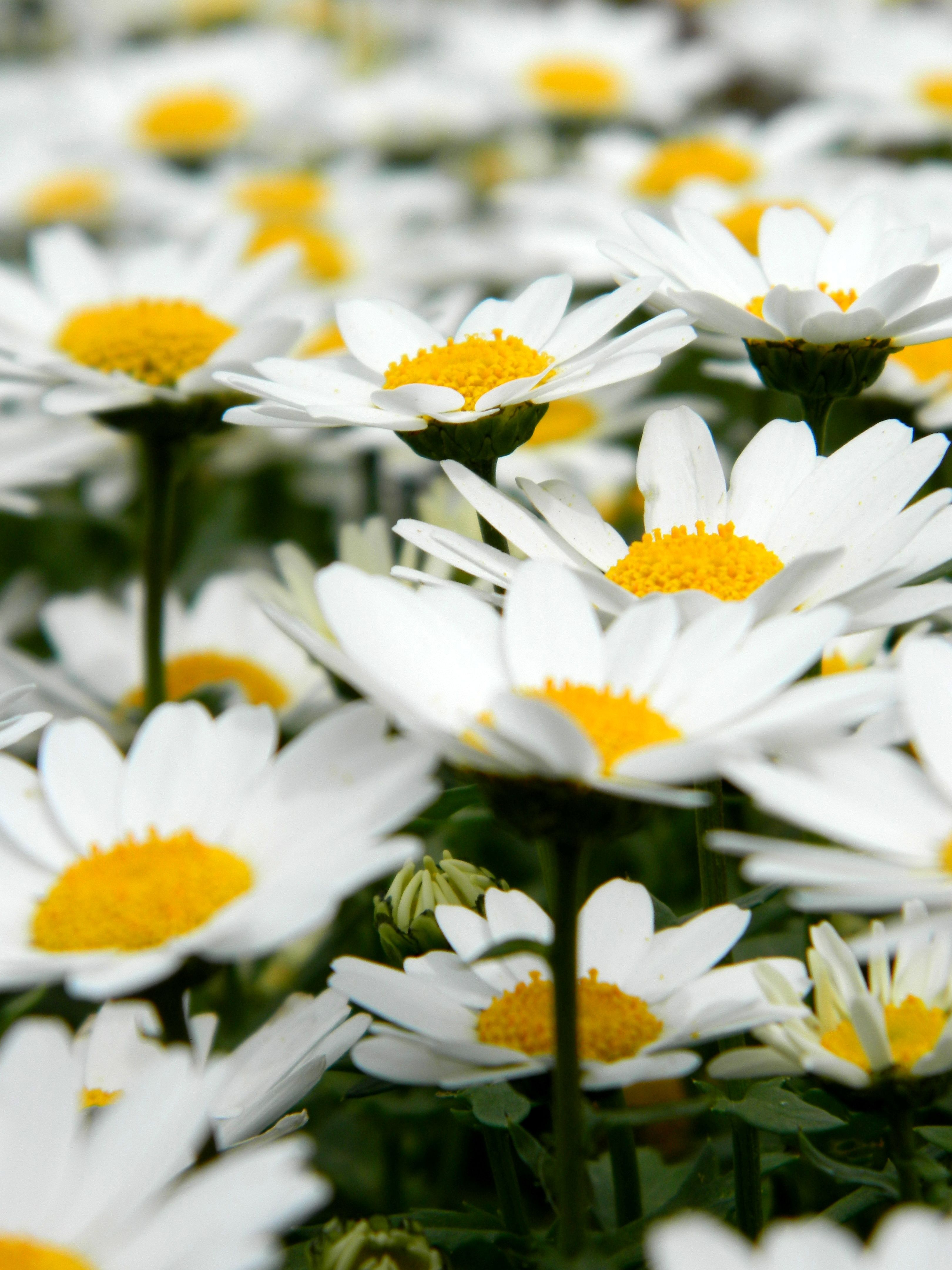 Beautiful Daisy Field in Full Bloom · Free Stock Photo