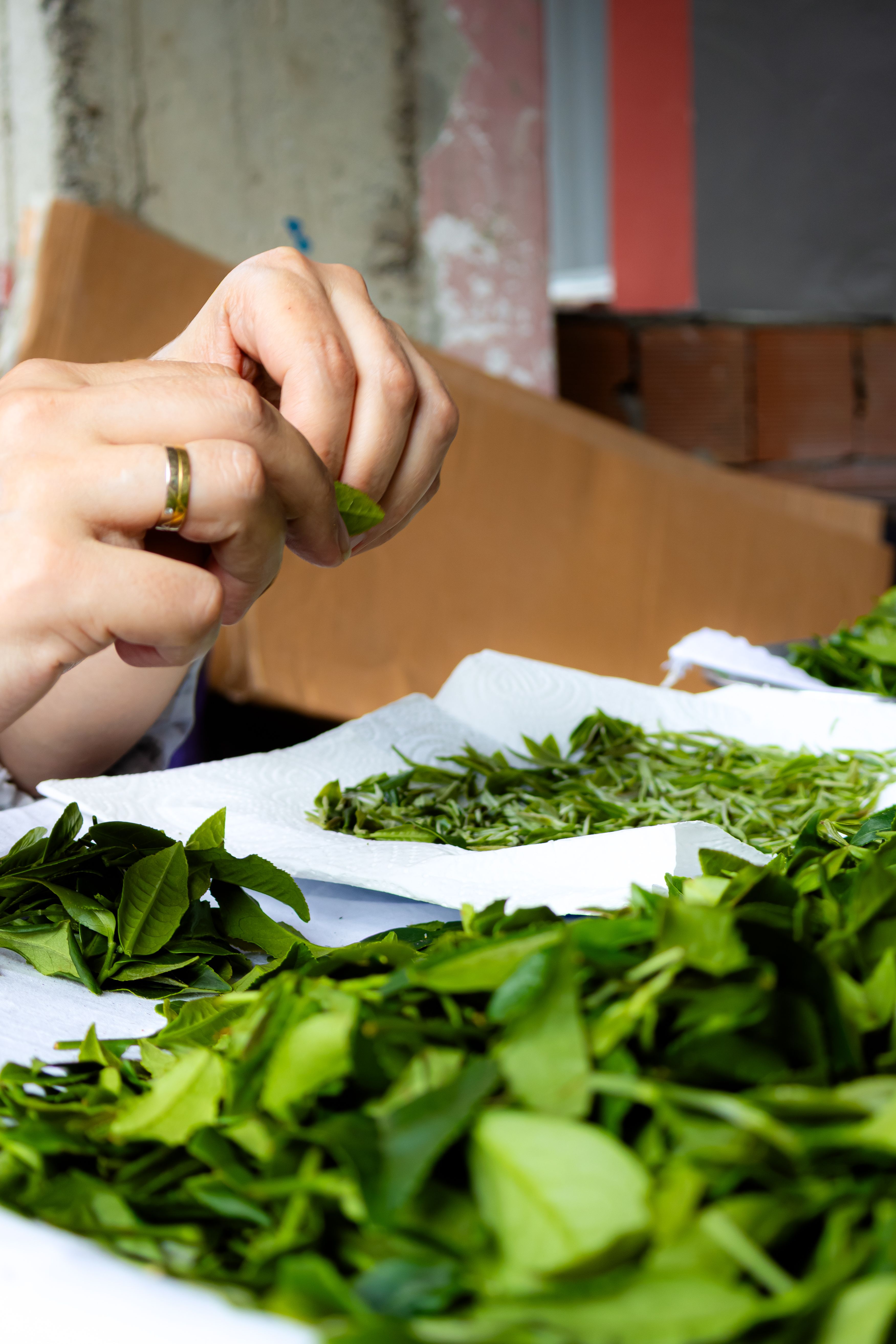 Hand-Plucking Fresh Tea Leaves in Rize, Türkiye · Free Stock Photo
