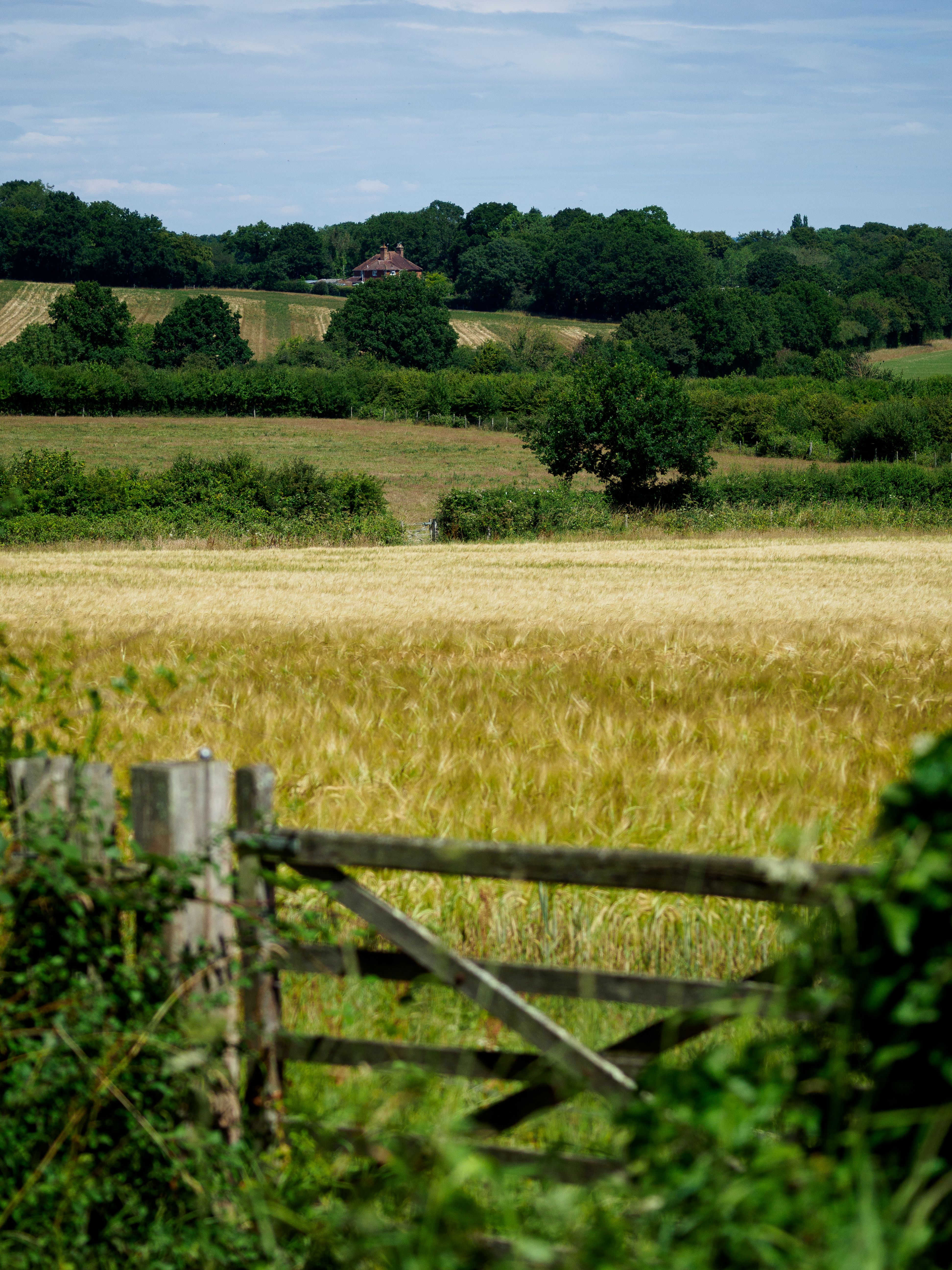 Summer Countryside in England with Golden Fields · Free Stock Photo