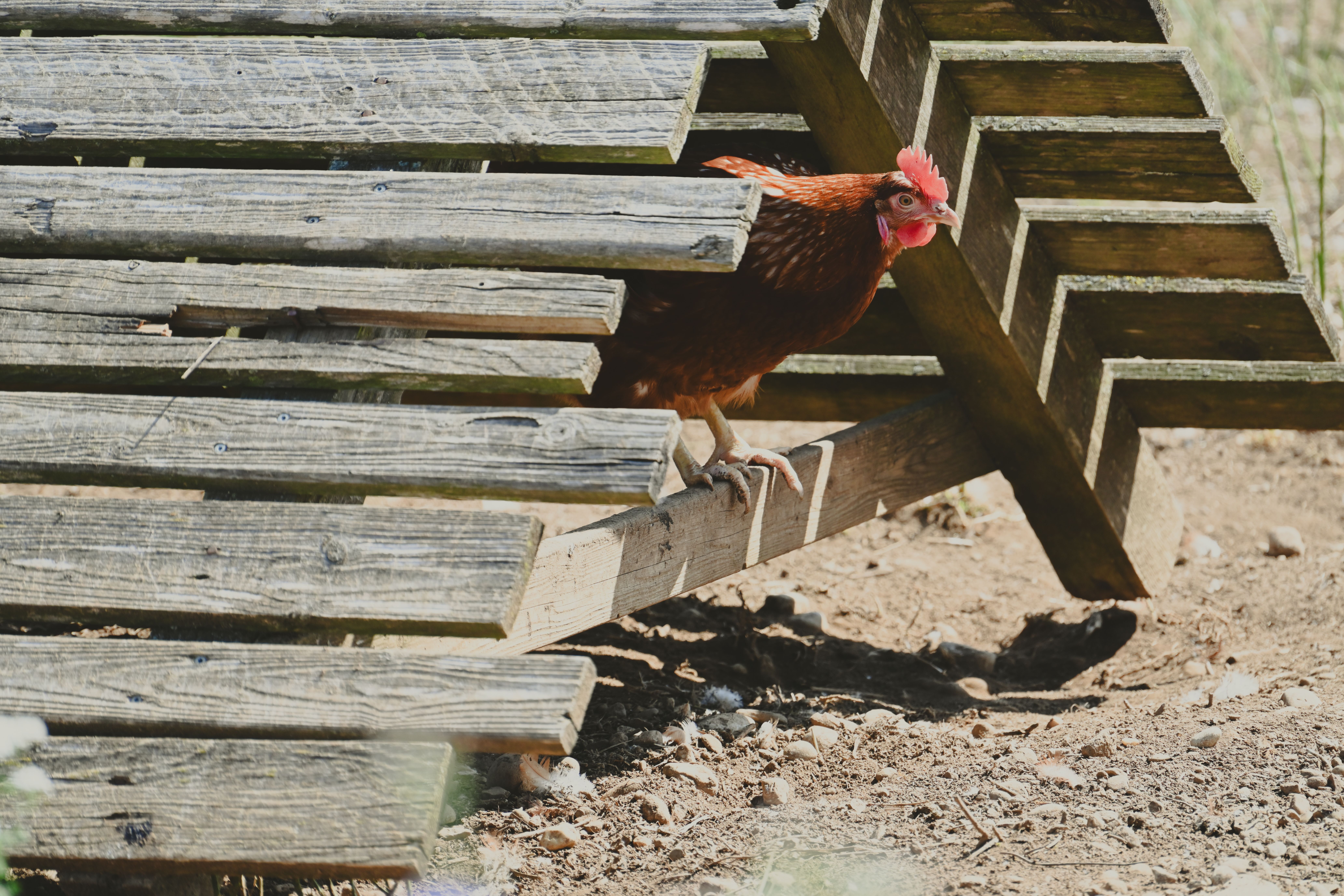 Hen Standing Under Rustic Wooden Structure · Free Stock Photo