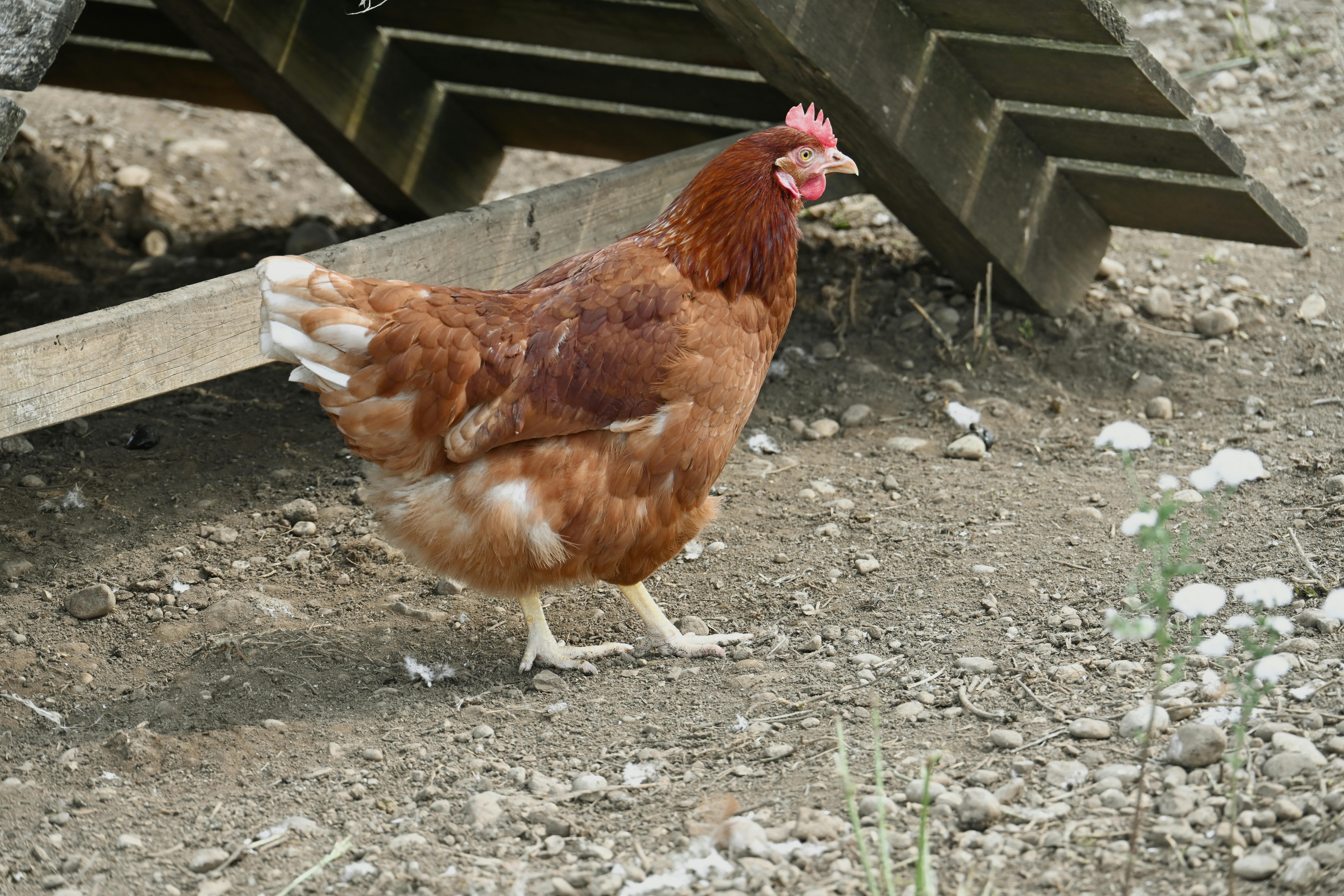 Brown Hen Walking Outdoors on a Farm · Free Stock Photo