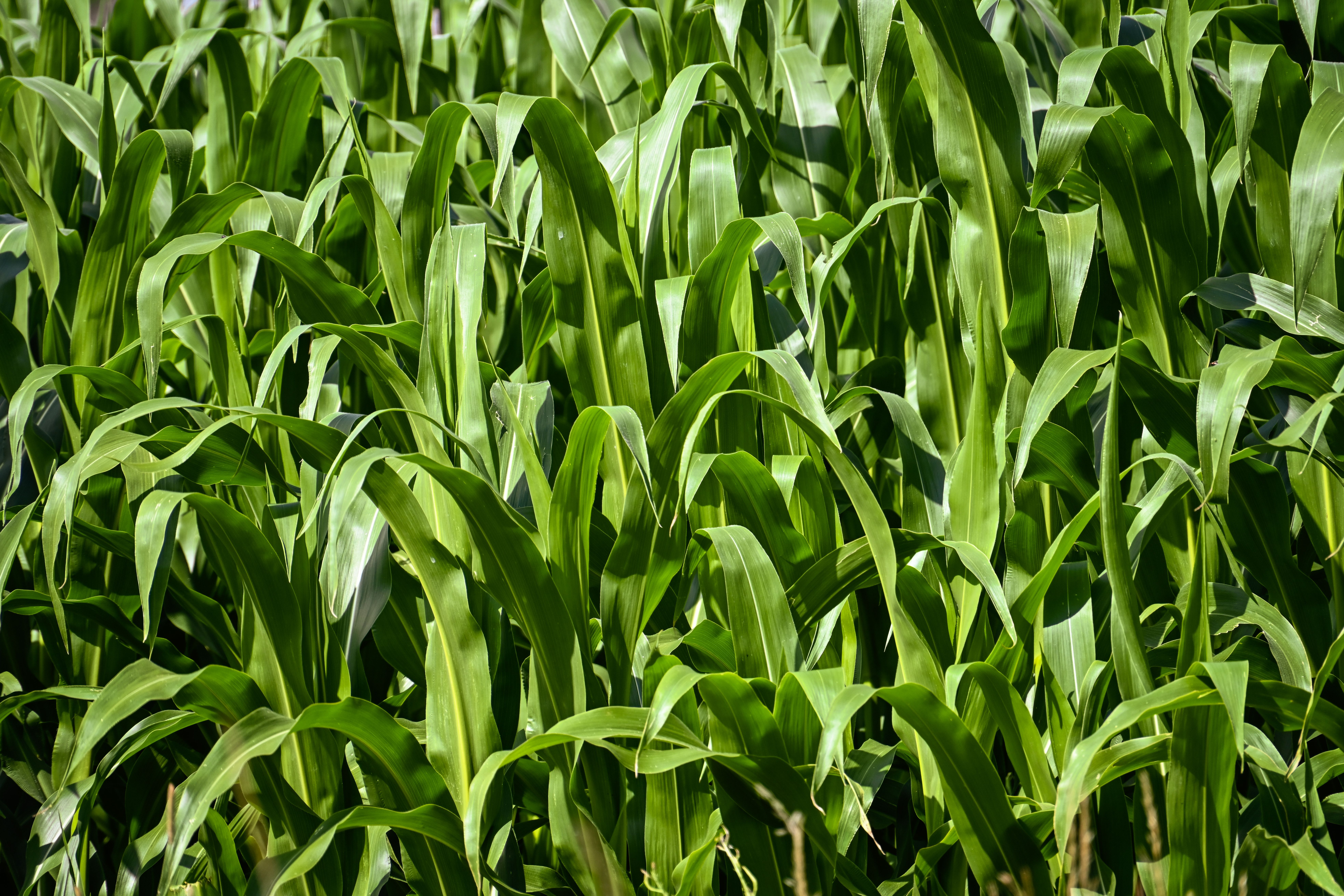 Green Maize Field Photos, Download The BEST Free Green Maize Field ...