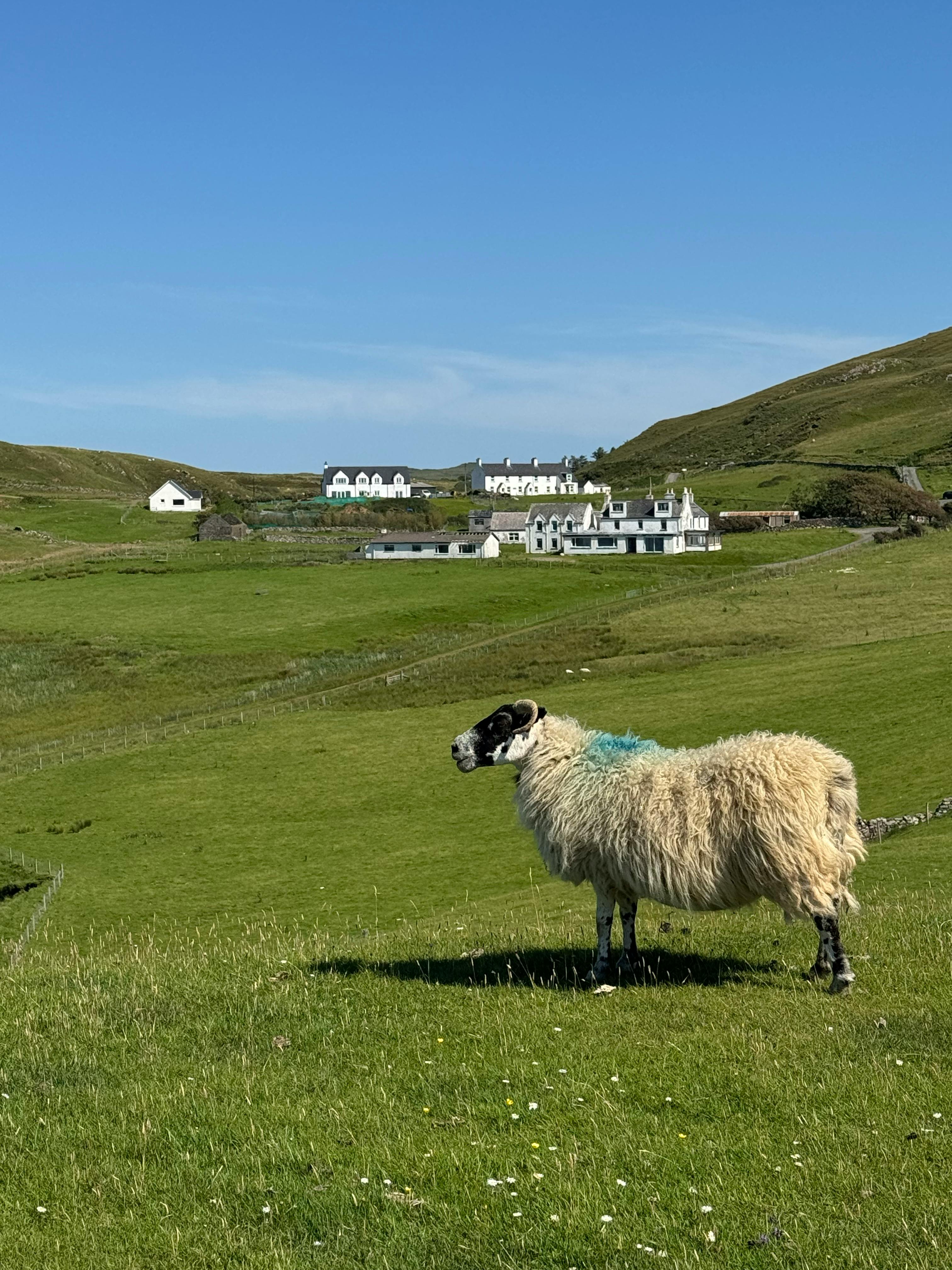 Pictures Of Sheep Photos, Download The BEST Free Pictures Of Sheep ...