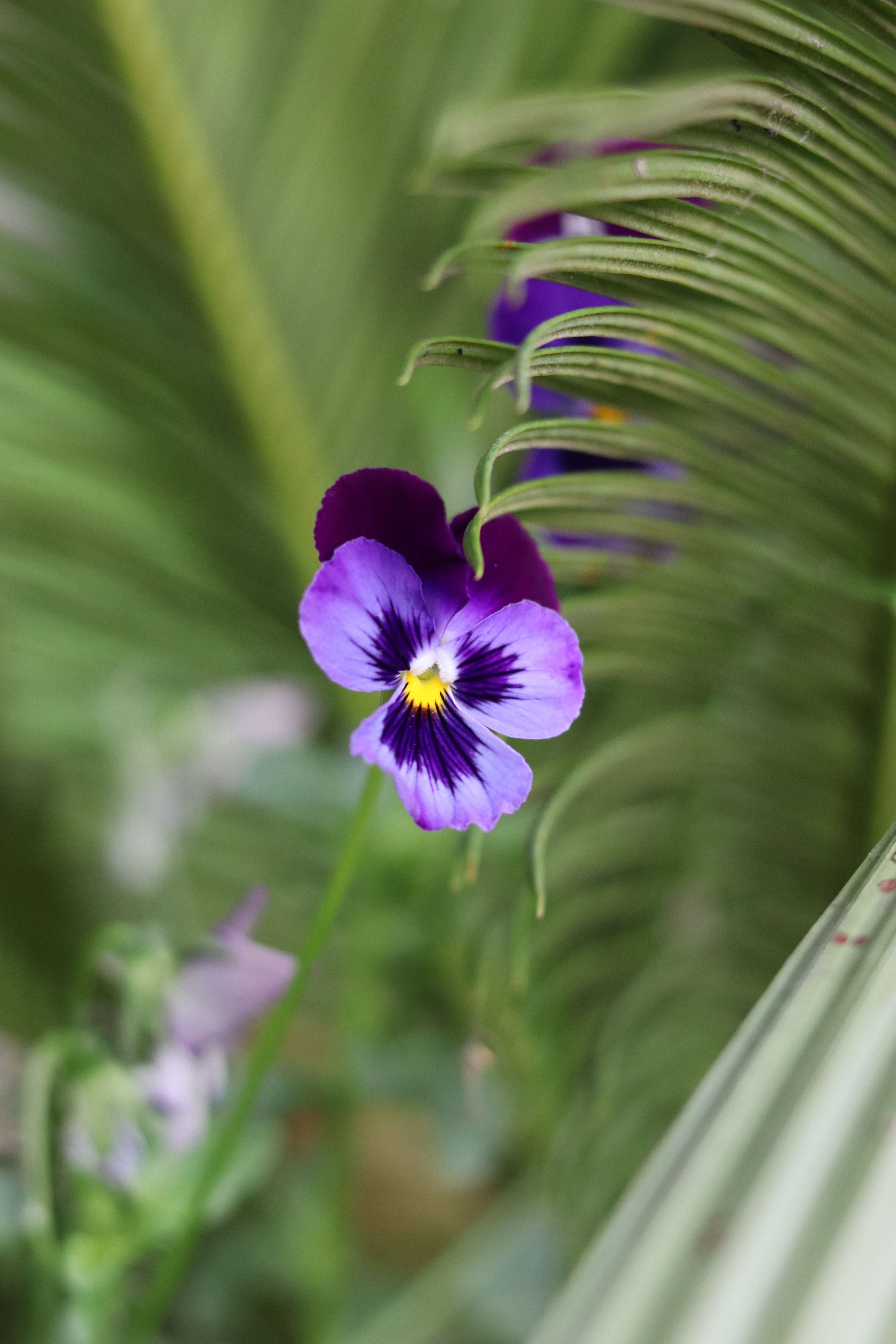 Viola Bailey Photos, Download The BEST Free Viola Bailey Stock Photos ...