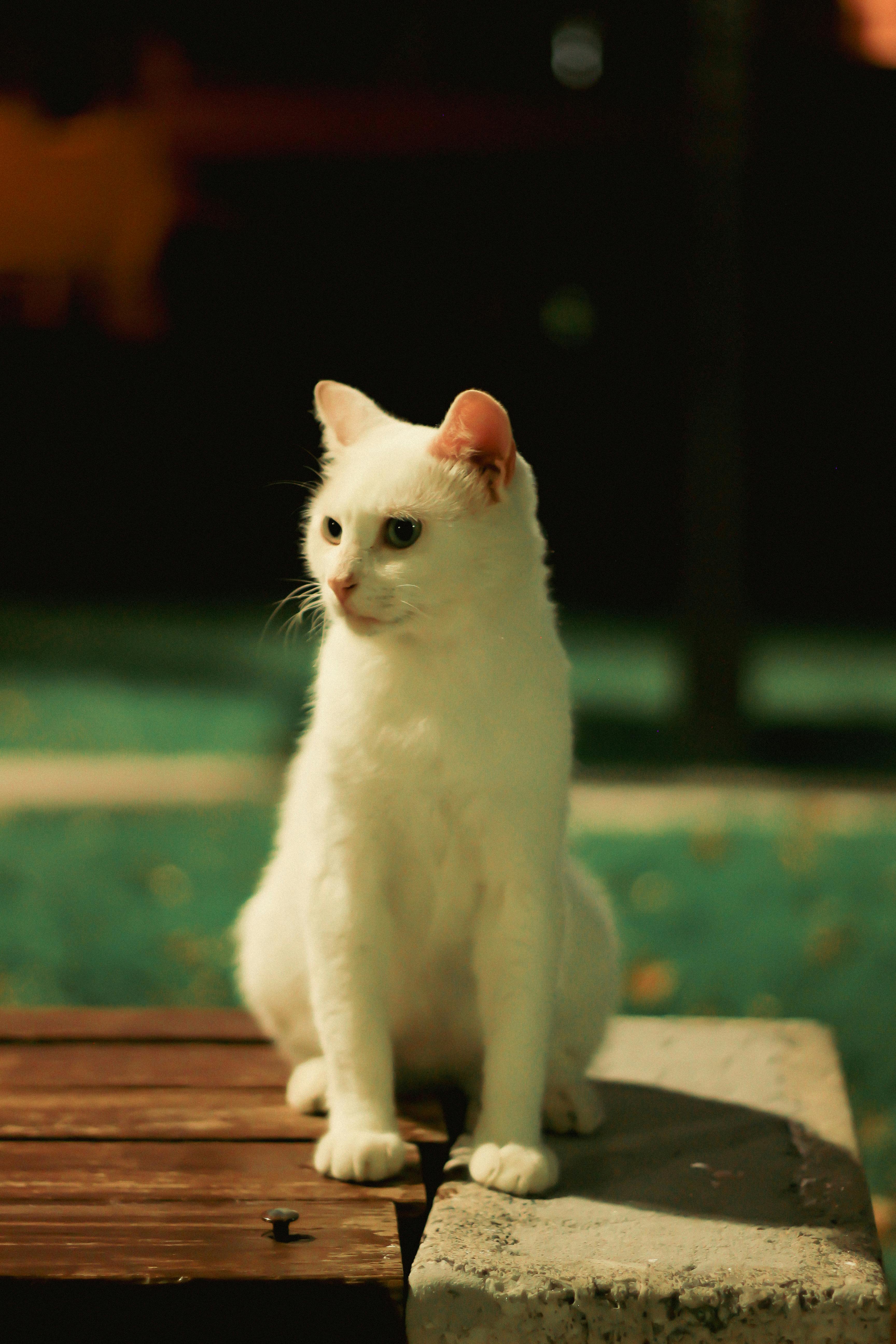 Doja Cat Photos, Download The BEST Free Doja Cat Stock Photos & HD Images