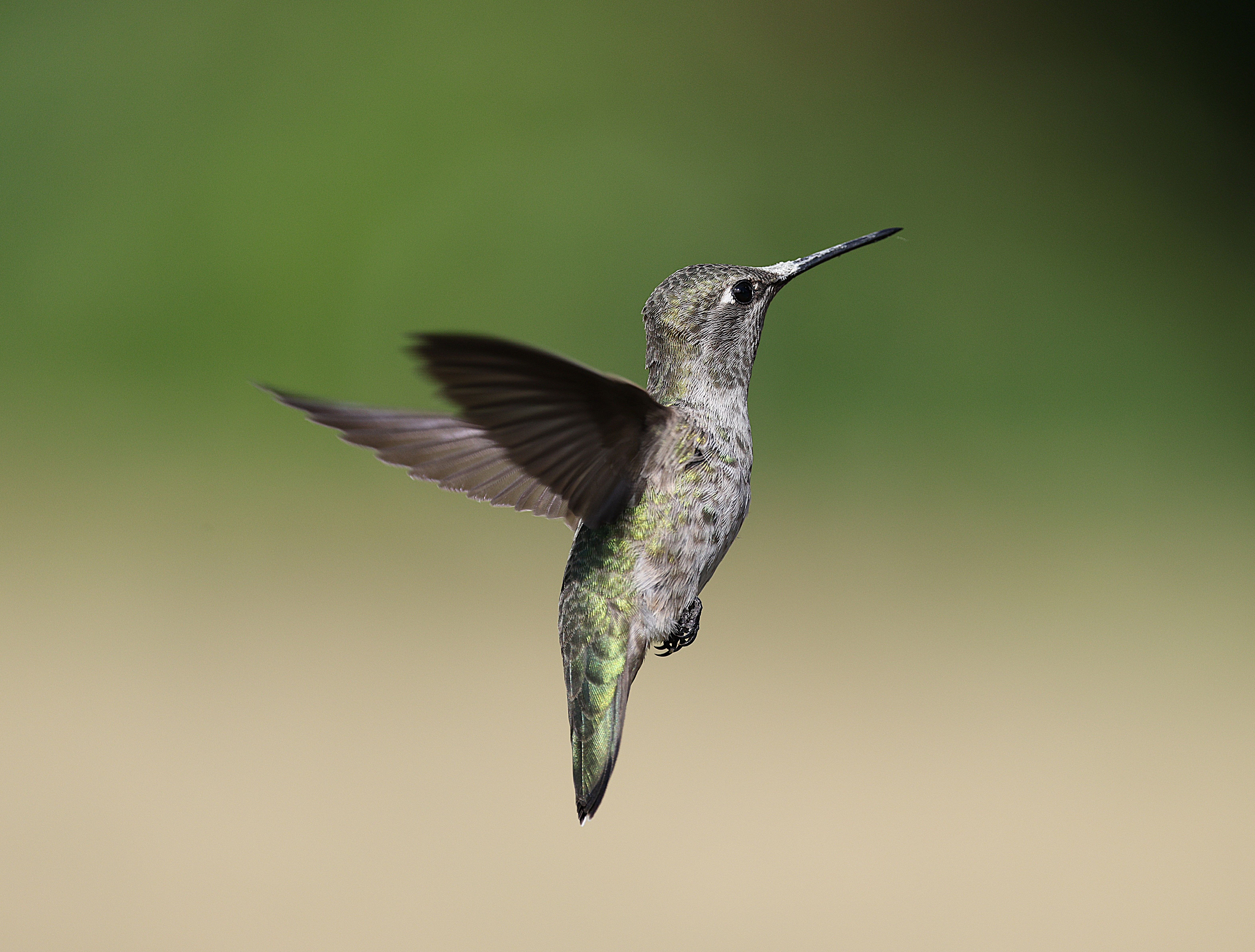 Close-Up Photography of Hummingbird · Free Stock Photo