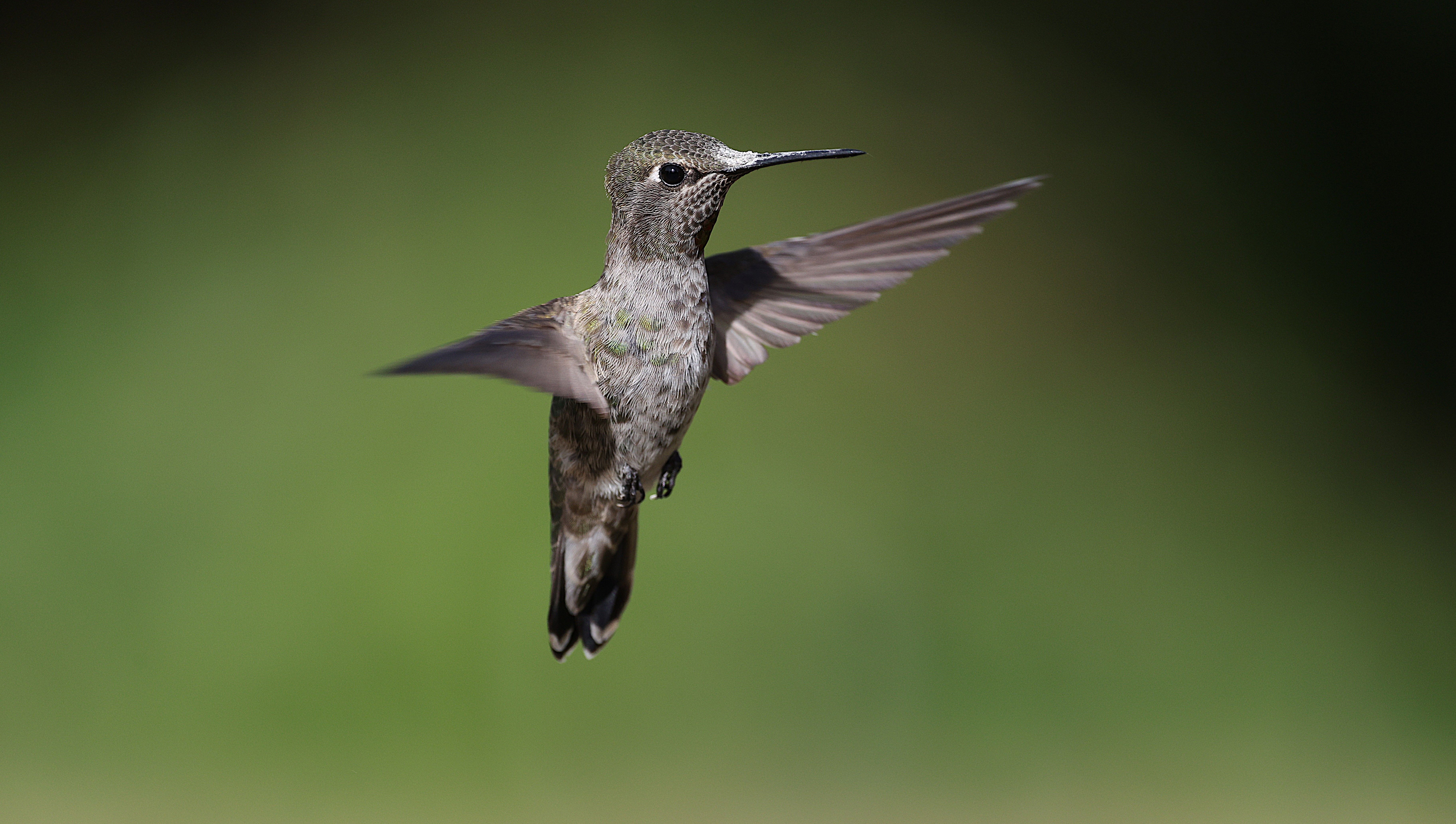 Image Flap Photos, Download The BEST Free Image Flap Stock Photos & HD ...