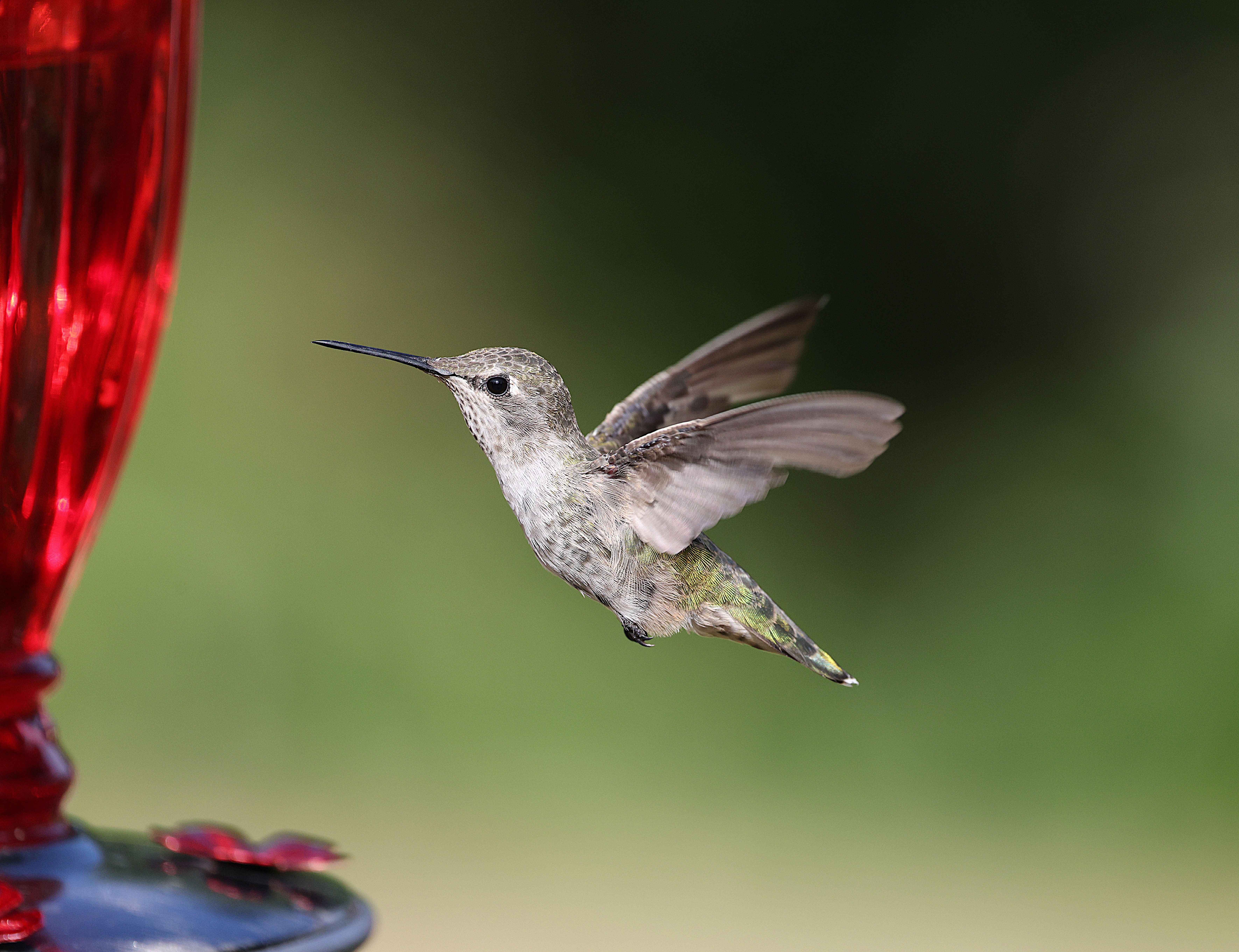 Hummingbird Hovering Near Red Feeder · Free Stock Photo