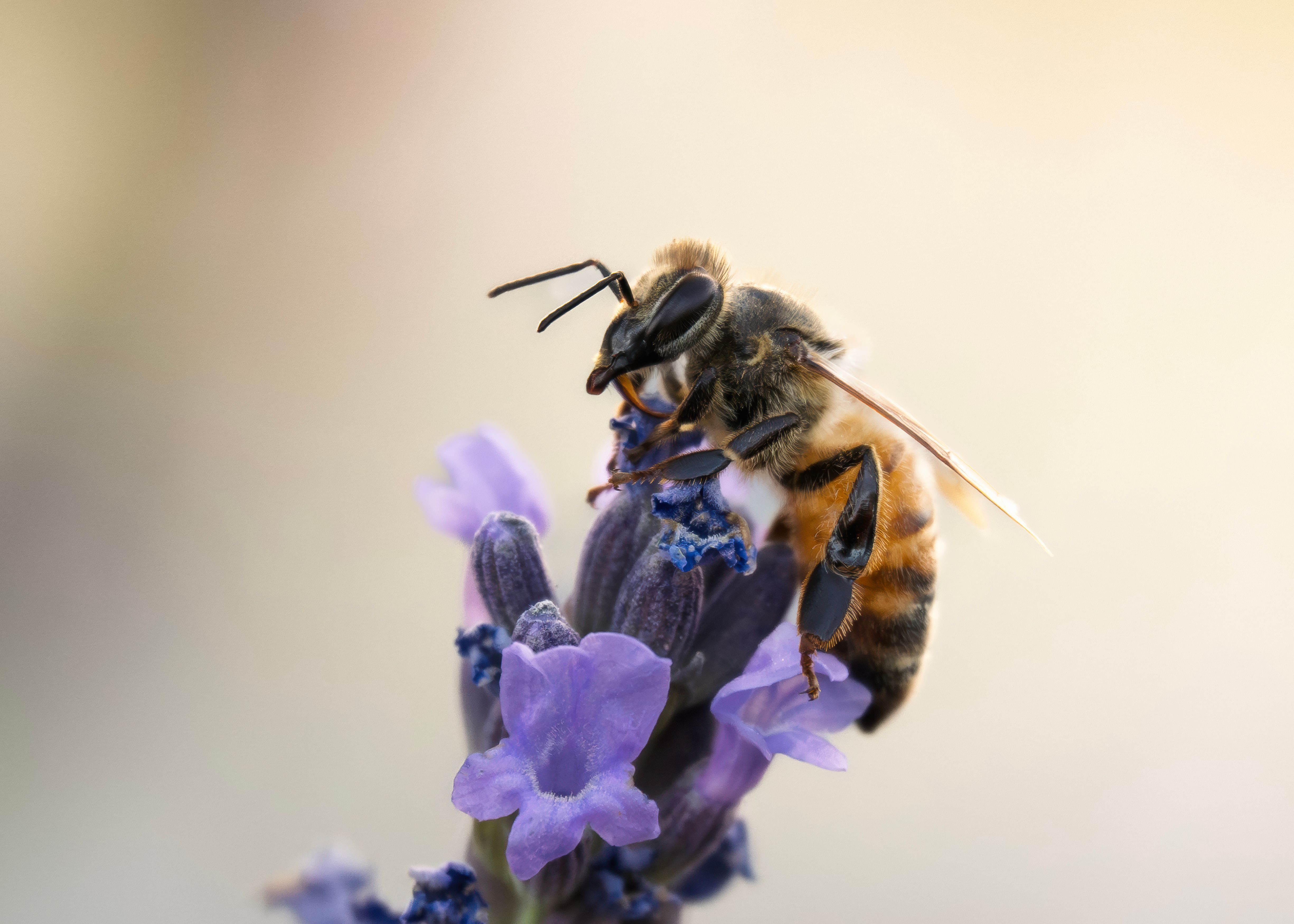 Primer Plano De Una Abeja En Una Flor De Lavanda En Wenatchee · Foto de ...