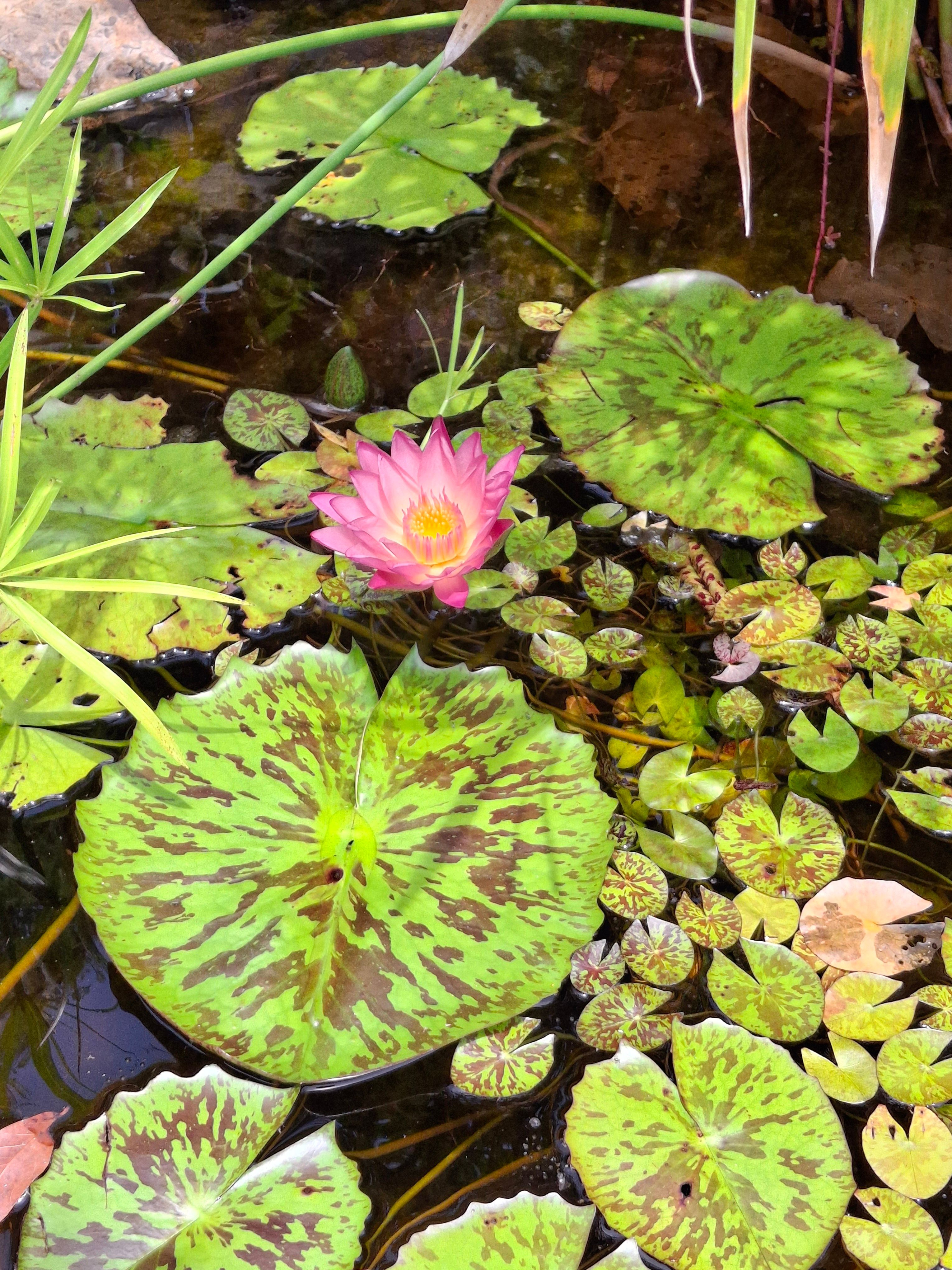 Nenúfar Rosa En Un Exuberante Estanque De Jardín · Foto de stock gratuita