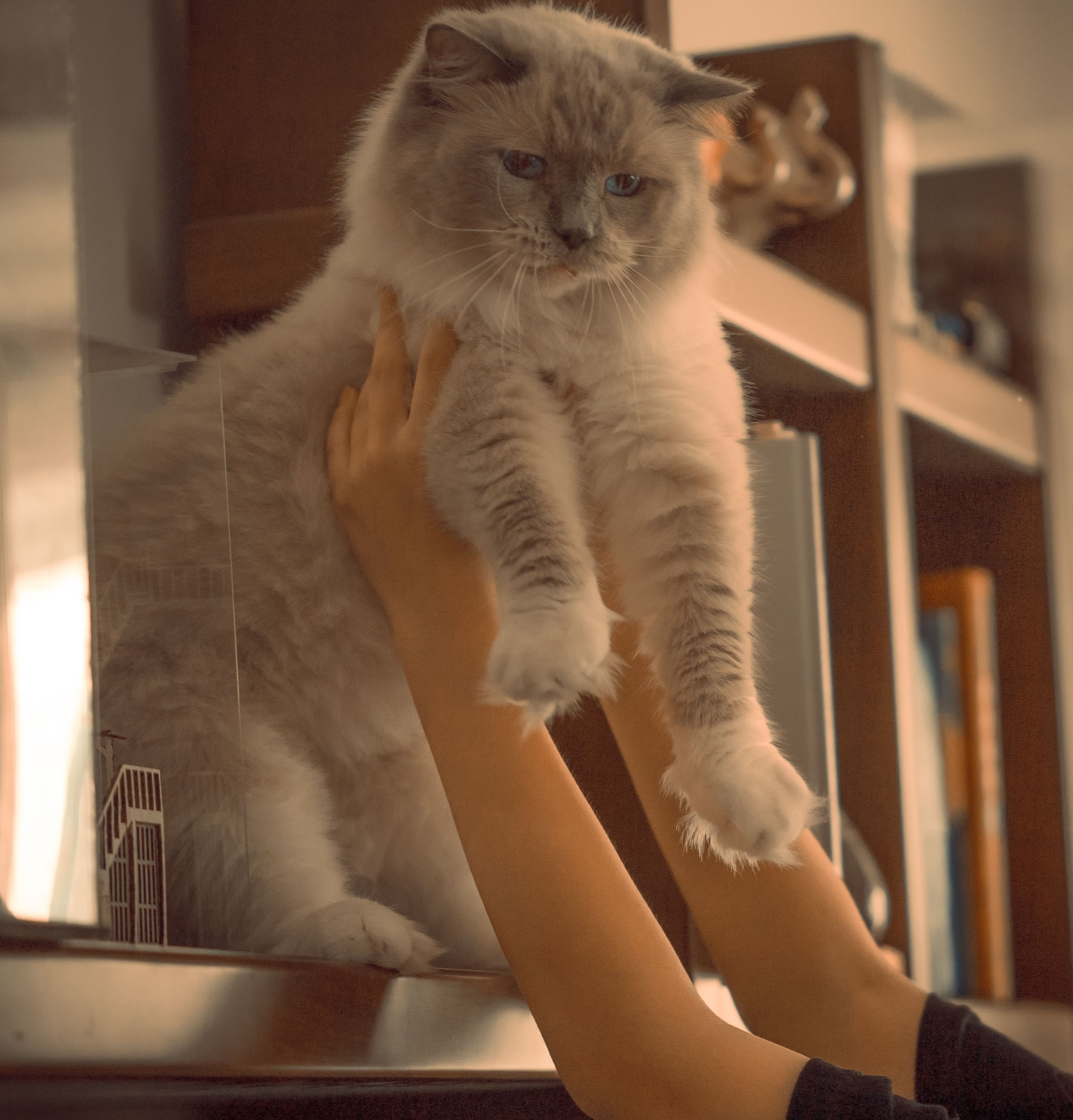 Fluffy Cat Being Lifted in Cozy Home Setting · Free Stock Photo