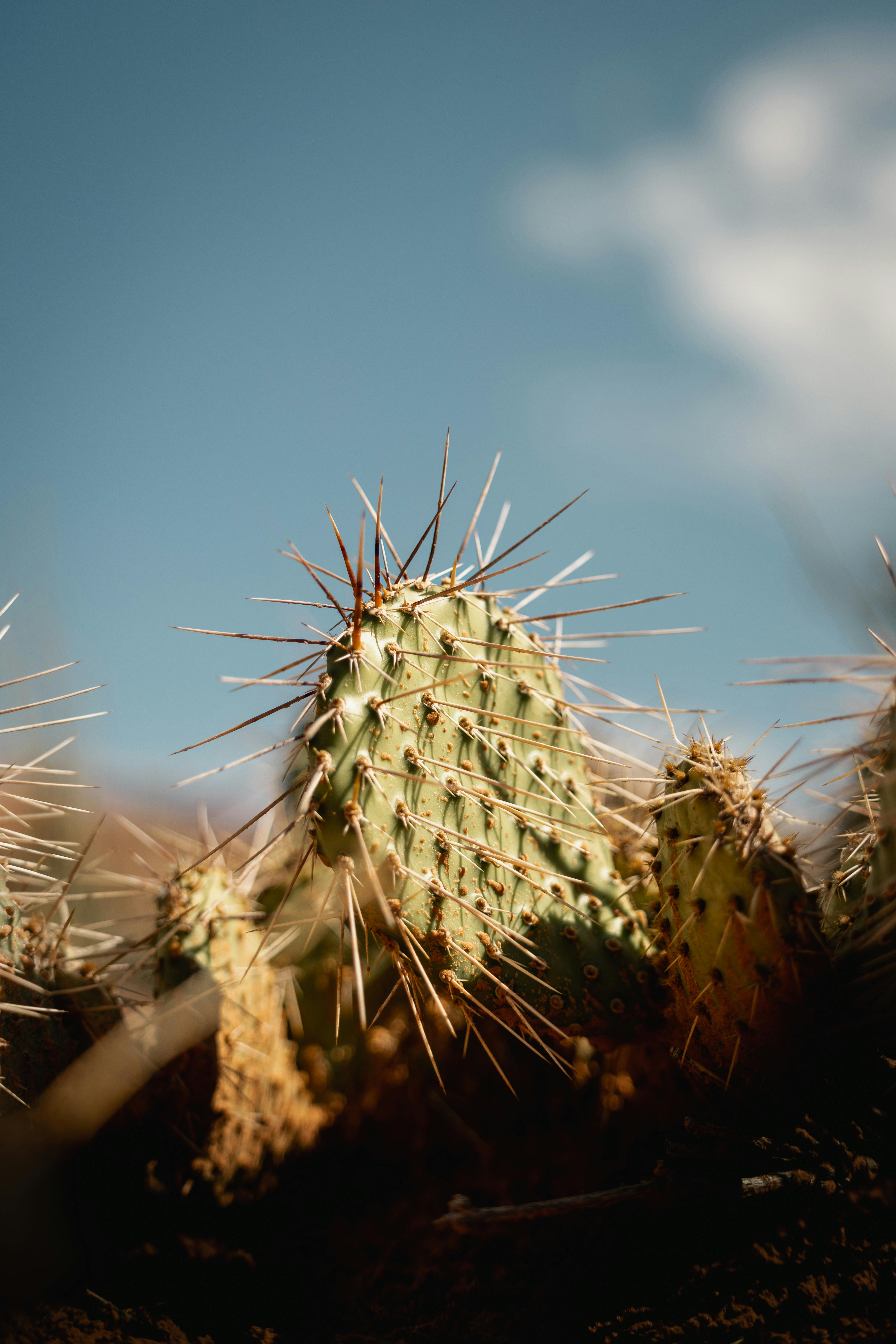 Close-up of Cacti in Utah Desert Landscape · Free Stock Photo