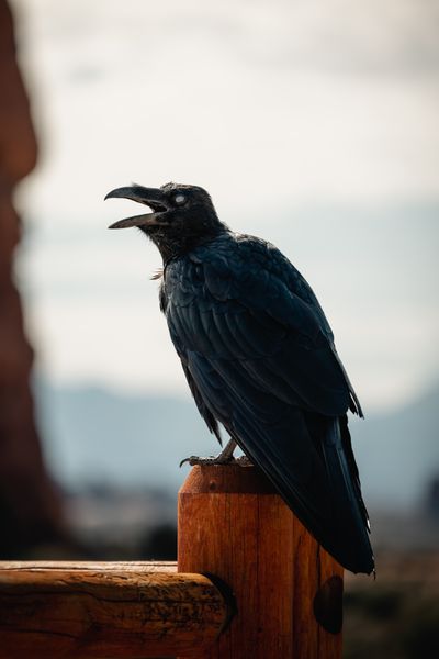 Raven Bird Photos, Download The BEST Free Raven Bird Stock Photos & HD ...