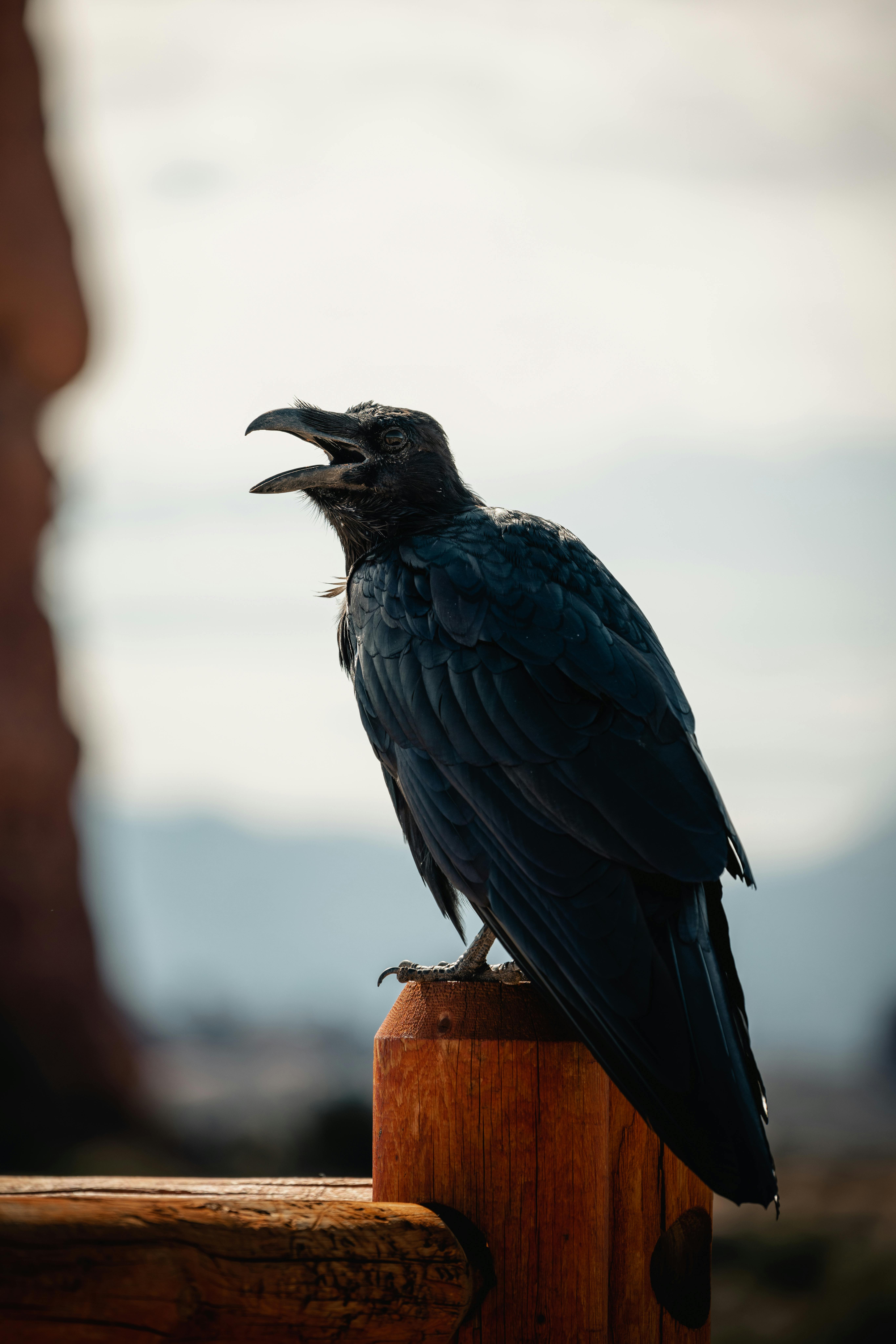 Majestic Raven in Utah Landscape · Free Stock Photo