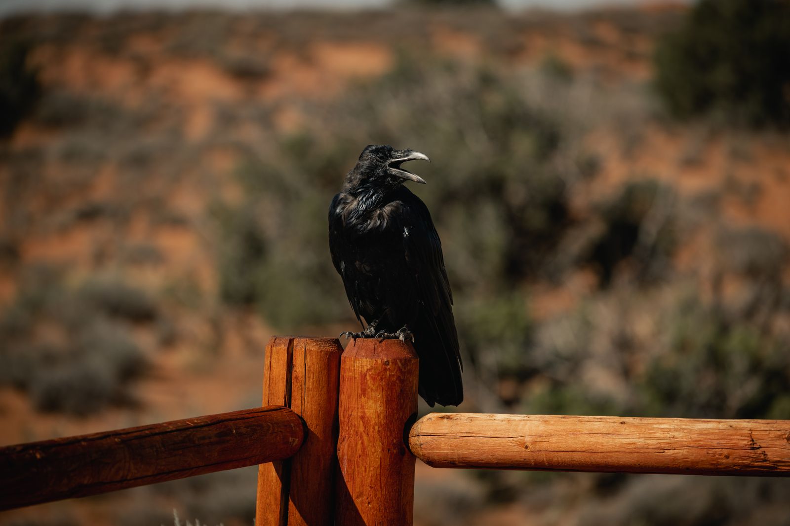 Raven Bird Photos, Download The BEST Free Raven Bird Stock Photos & HD ...