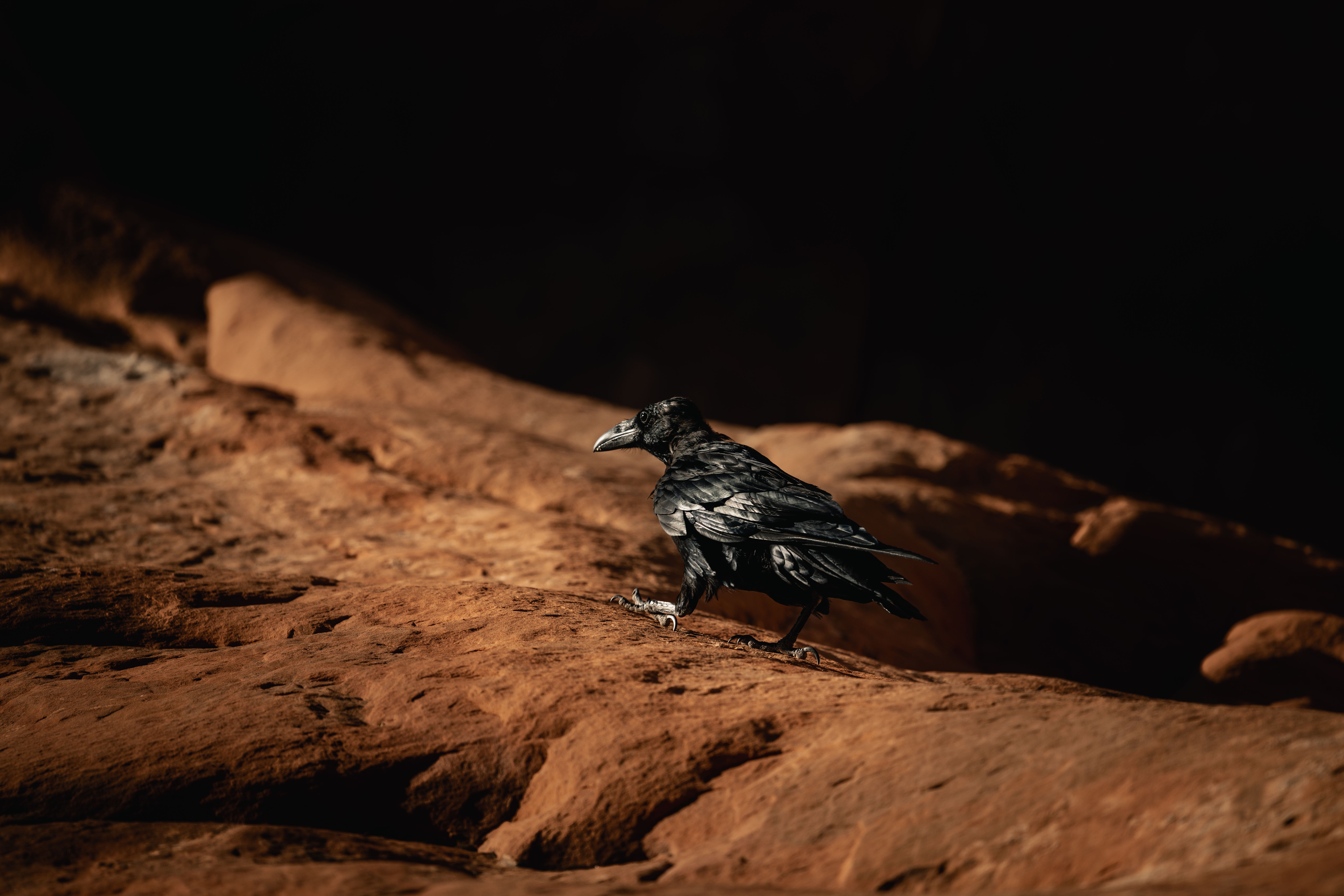 Raven on Red Rocks in Utah Desert Landscape · Free Stock Photo