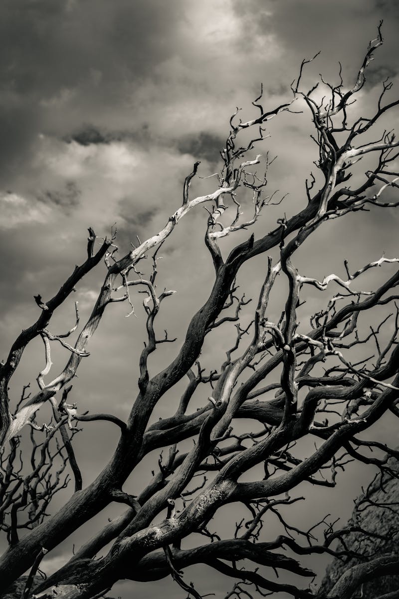 Dead Tree Photos, Download The BEST Free Dead Tree Stock Photos & HD Images
